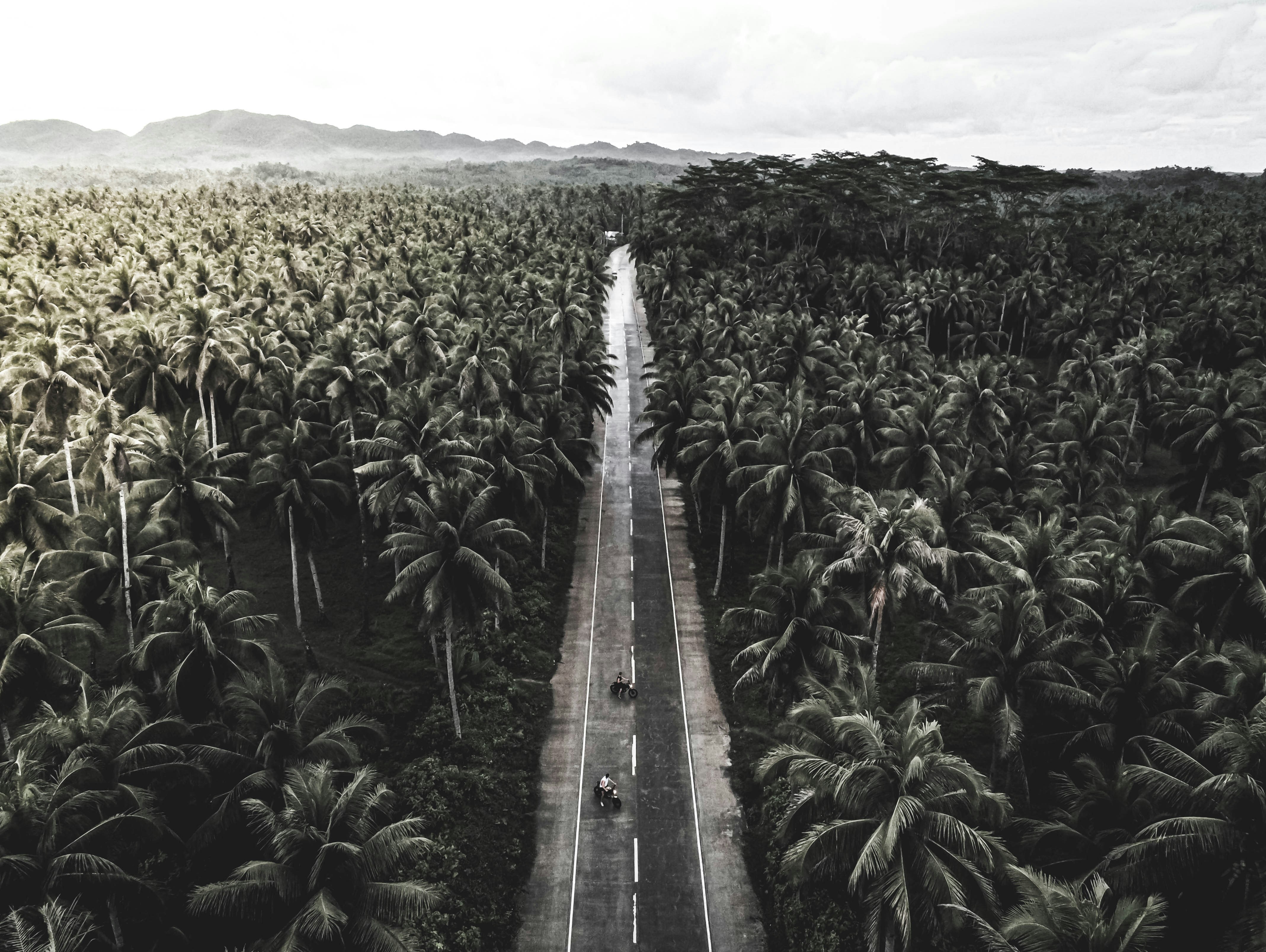 Motorcycles navigating a winding road flanked by lush palm trees under a cloudy sky.