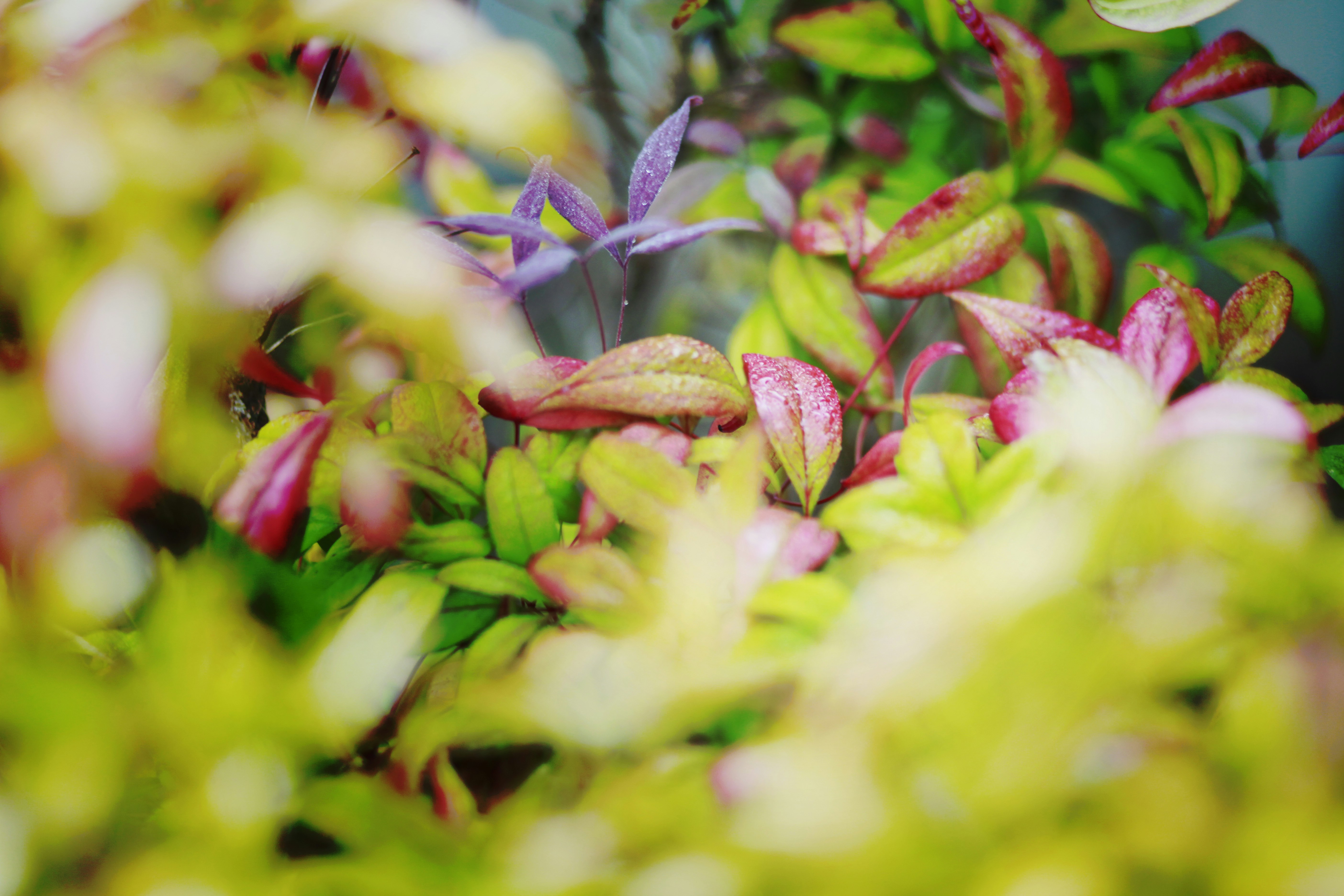 Colorful foliage with a mix of green, red, and purple leaves creating a vibrant natural pattern.