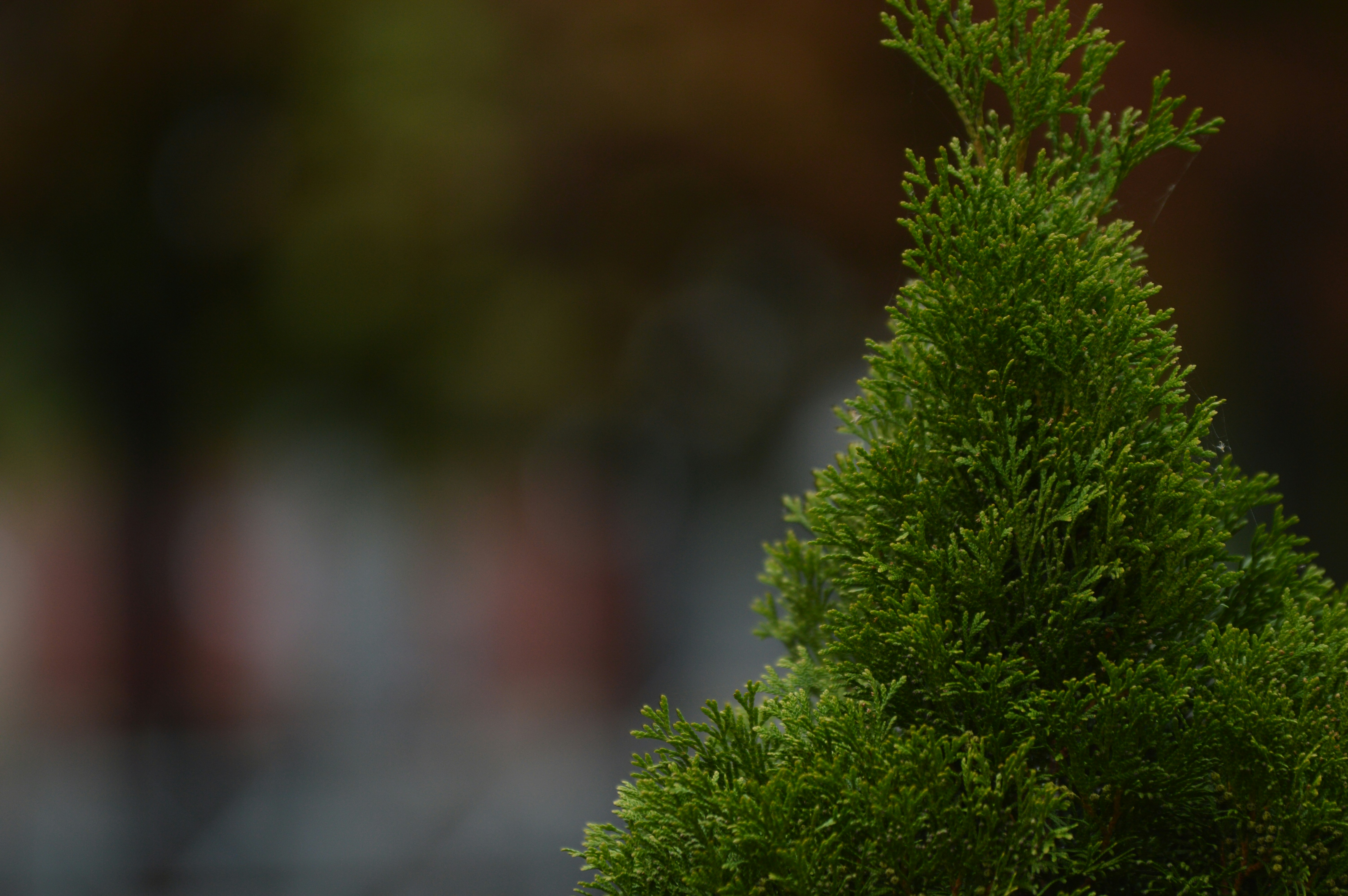 Emerald Focus: A Study in Greenery