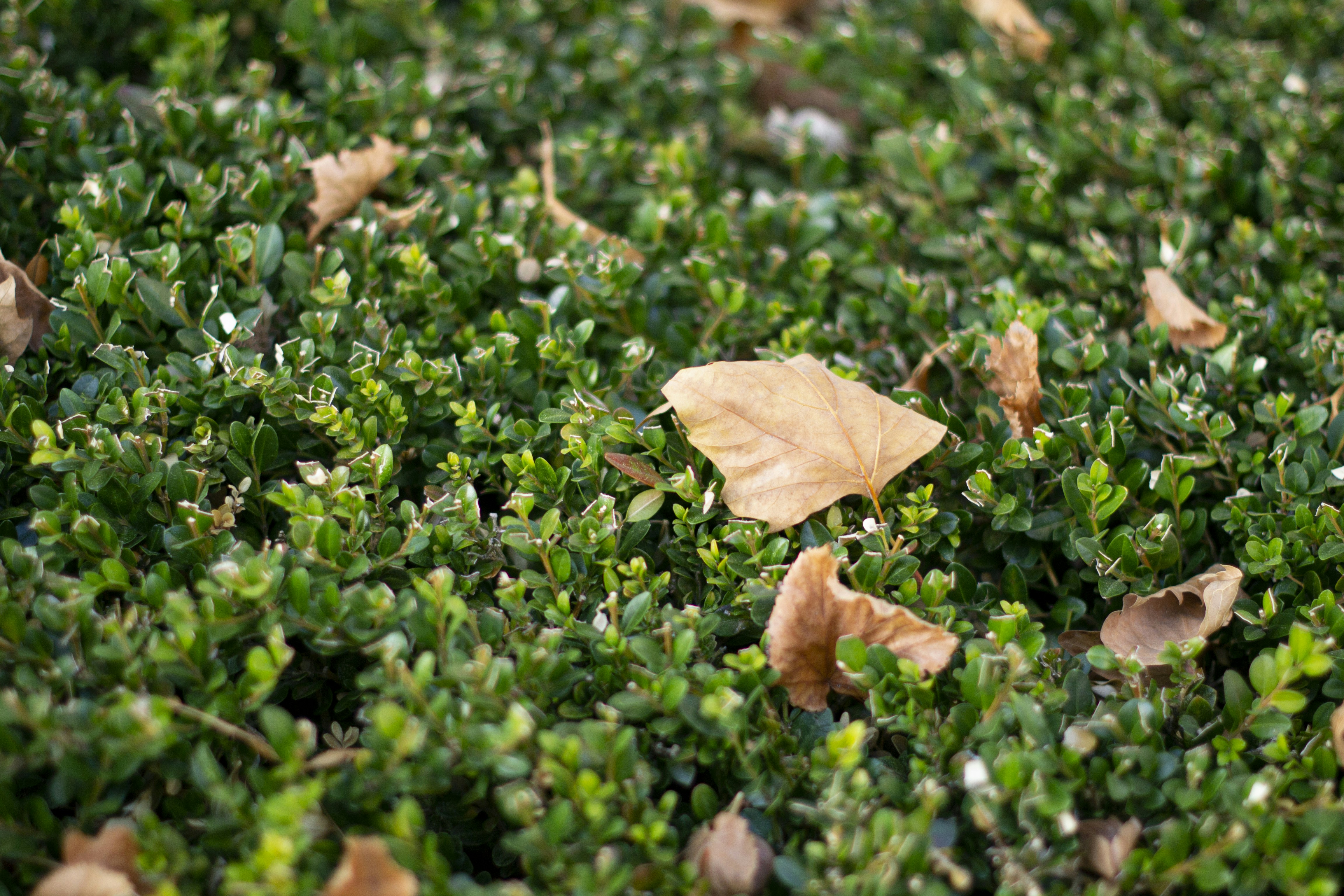 A close-up view of vibrant green foliage interspersed with fallen autumn leaves, highlighting the transition of seasons.