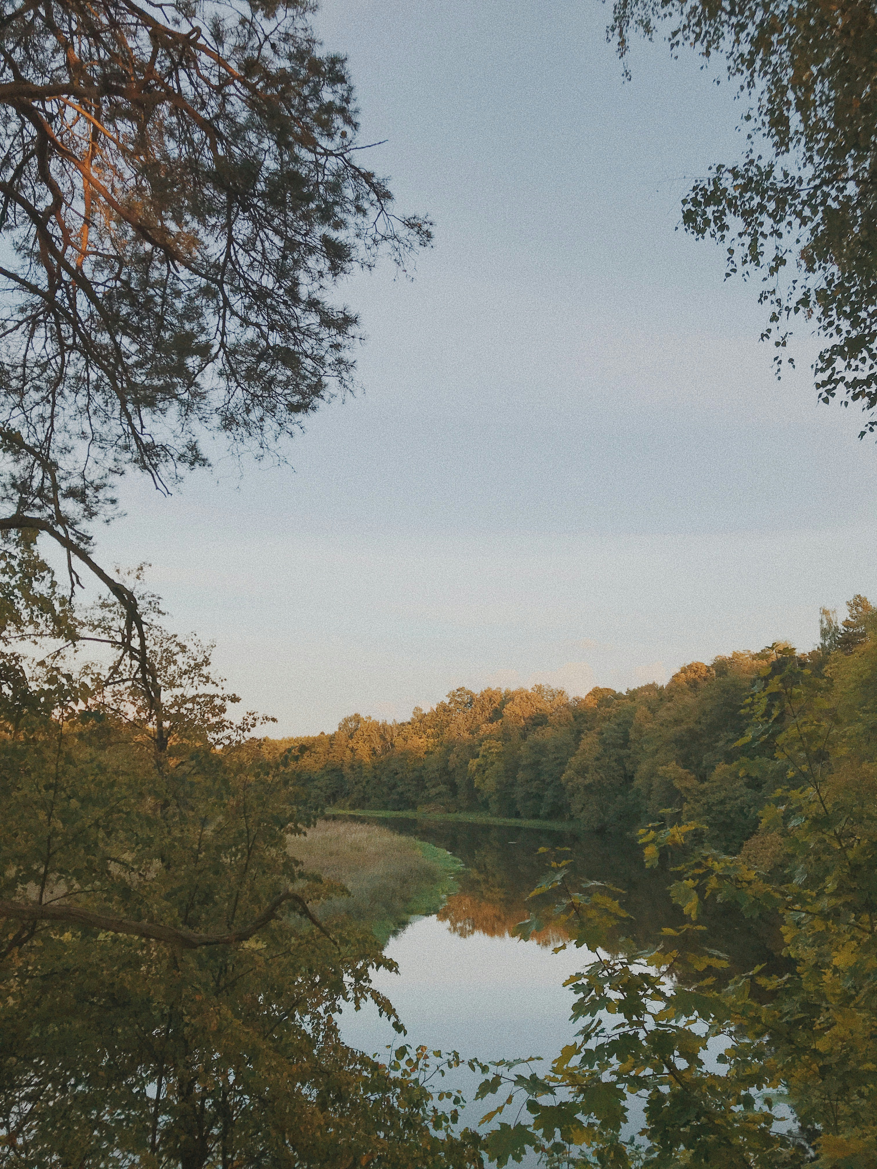 Tranquil riverbank framed by lush trees under a soft evening sky.