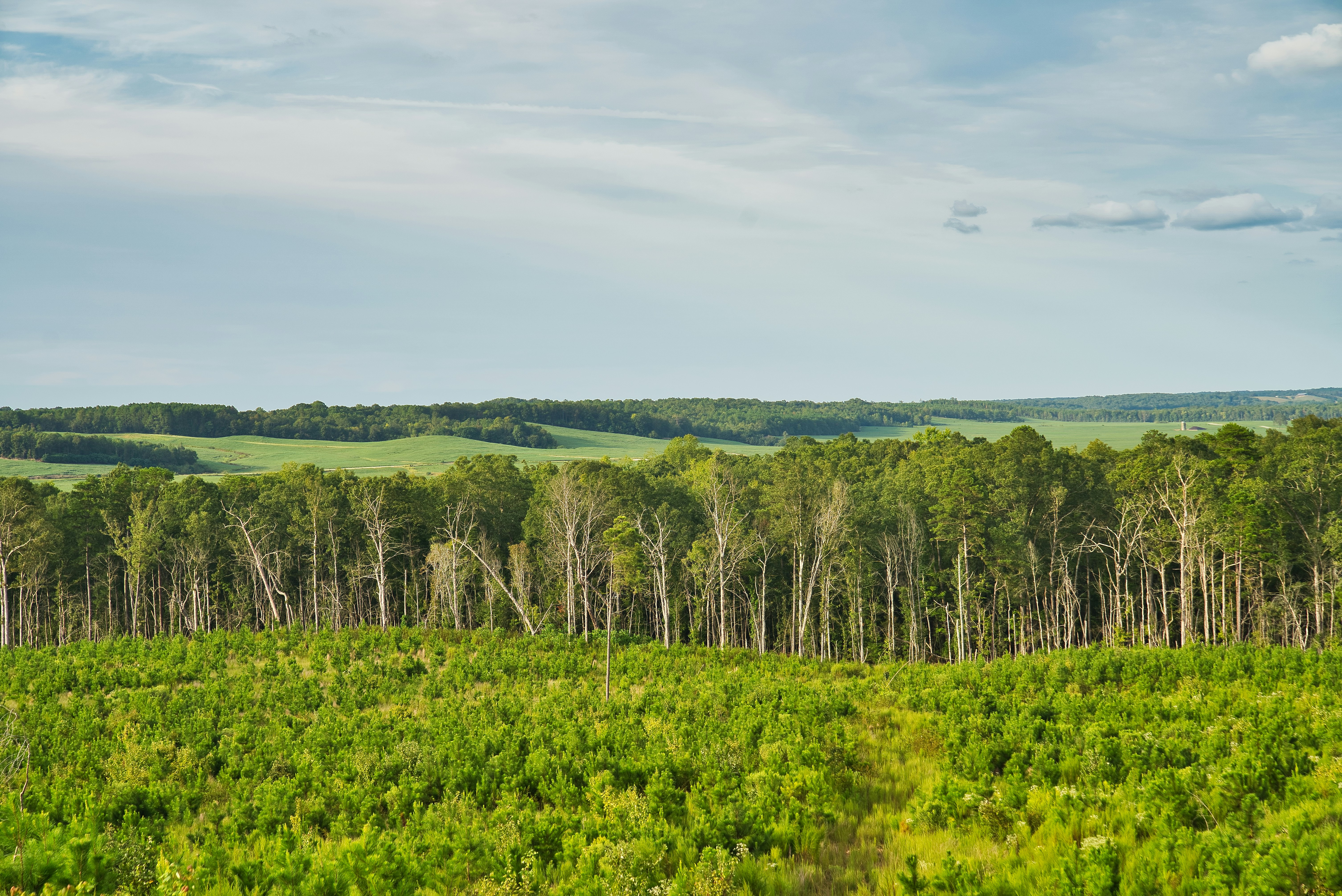 Birch Line Over a Verdant Sea: A Quiet Prairie Vista