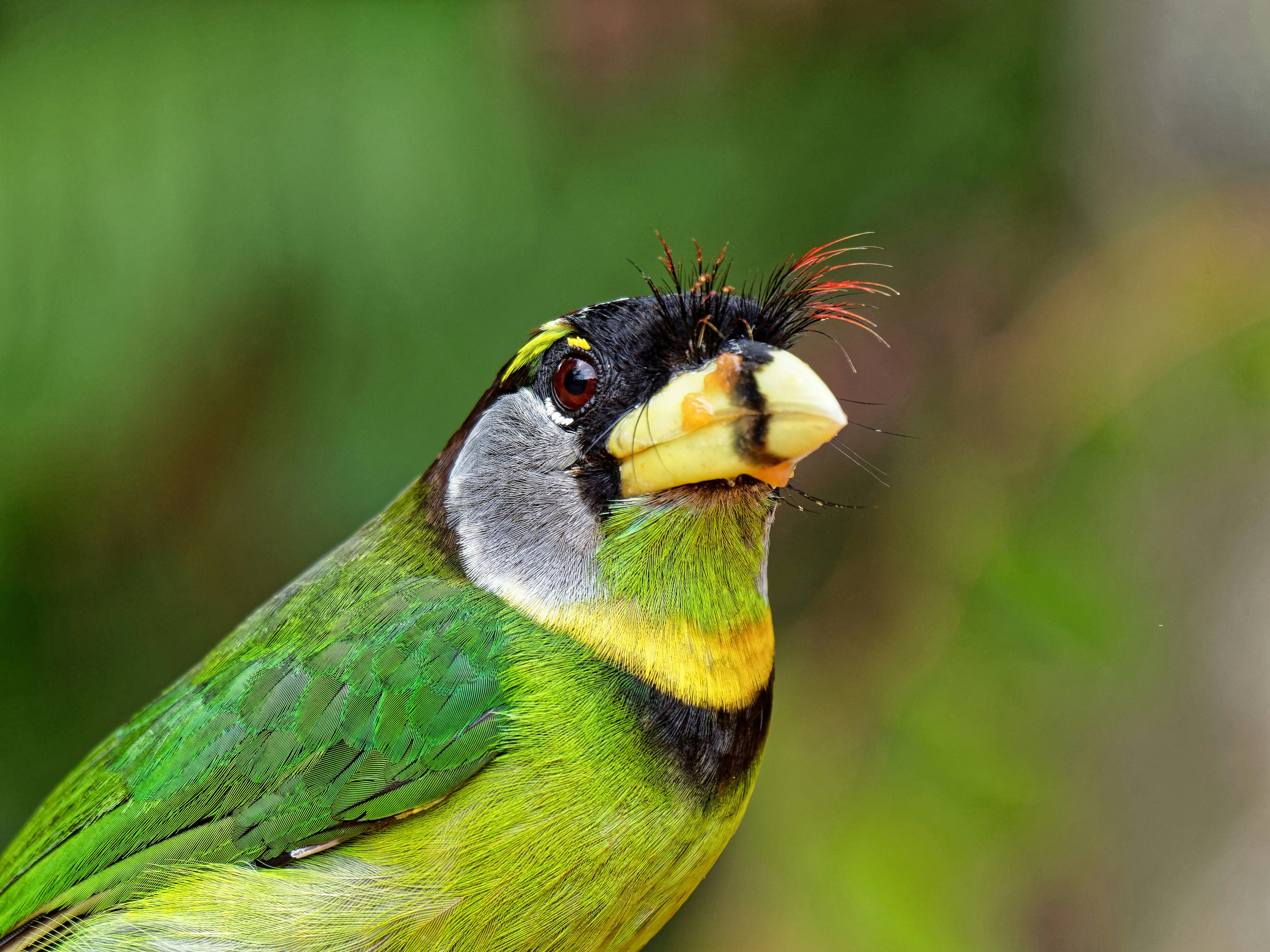 Embercrest Parrot: A Green Jewel with a Sunlit Beak