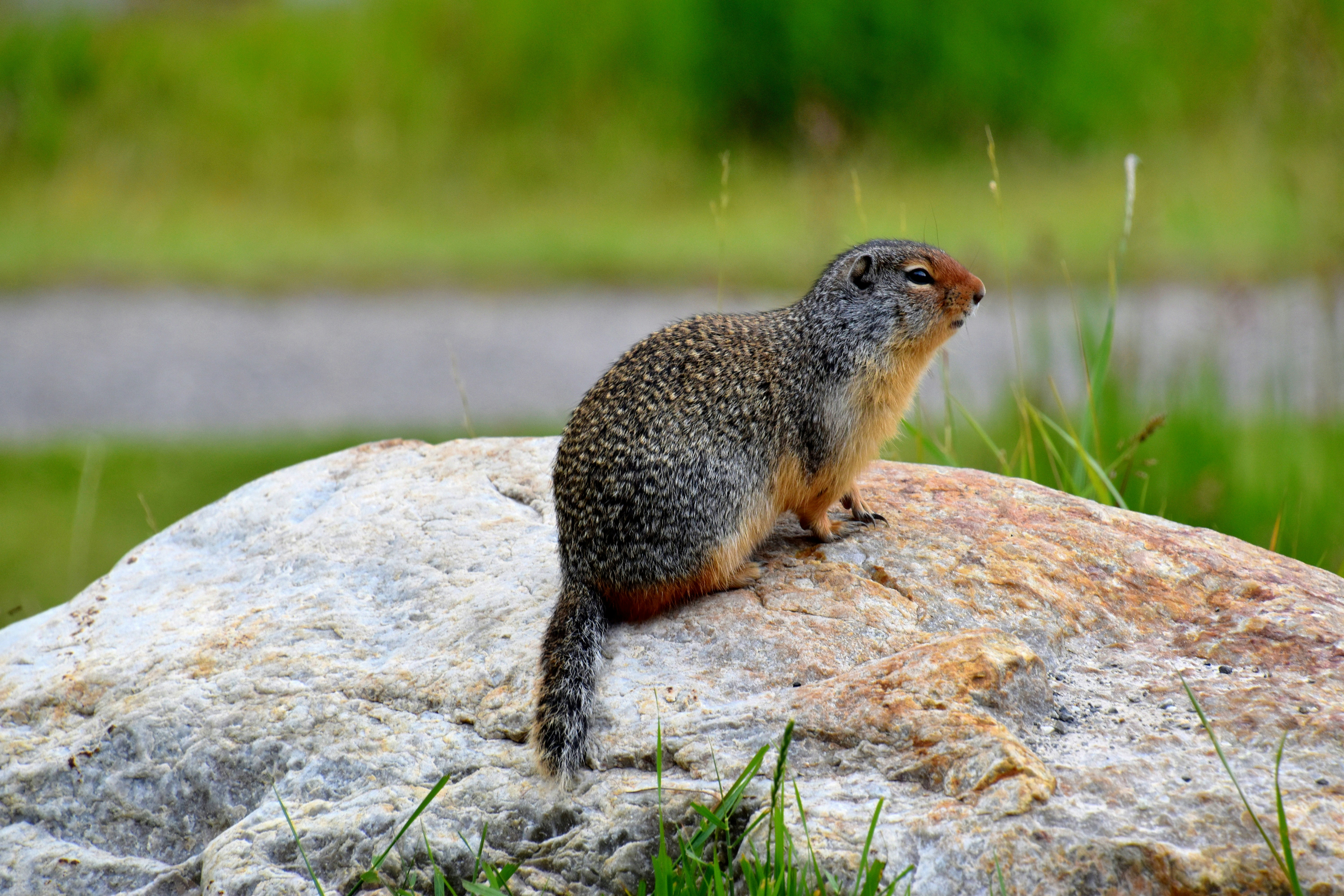 Gray rodent photo – Free Animal Image on Unsplash