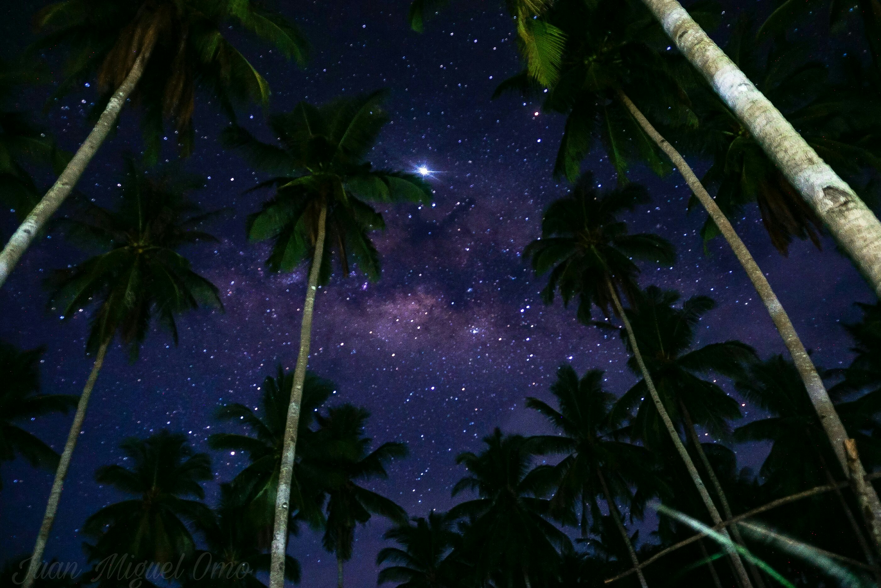 coconut trees during nighttime