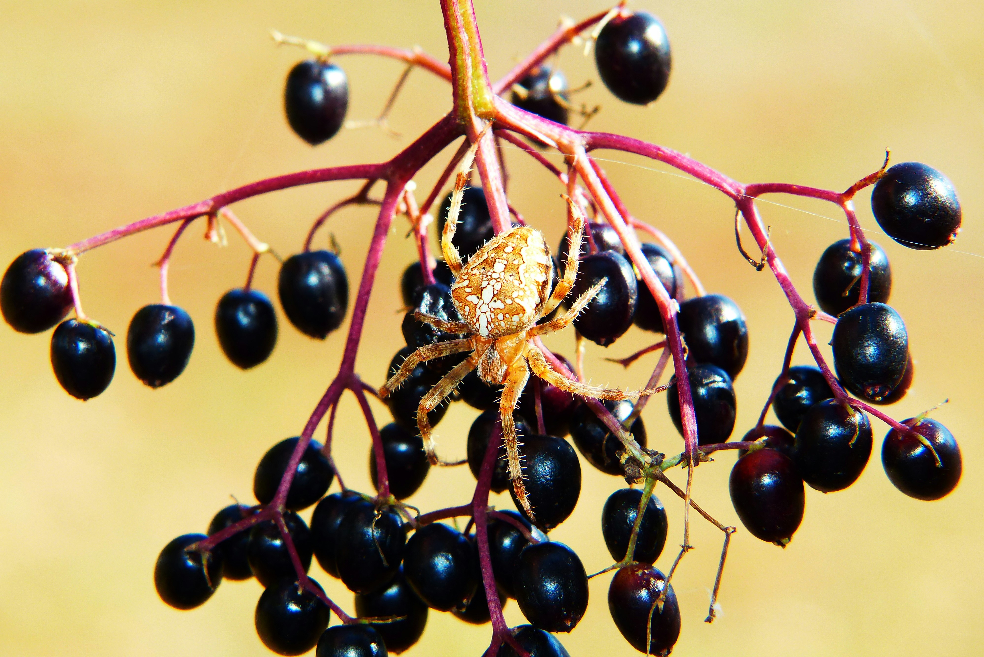 Foto frutos negros – Imagen Planta gratis en Unsplash