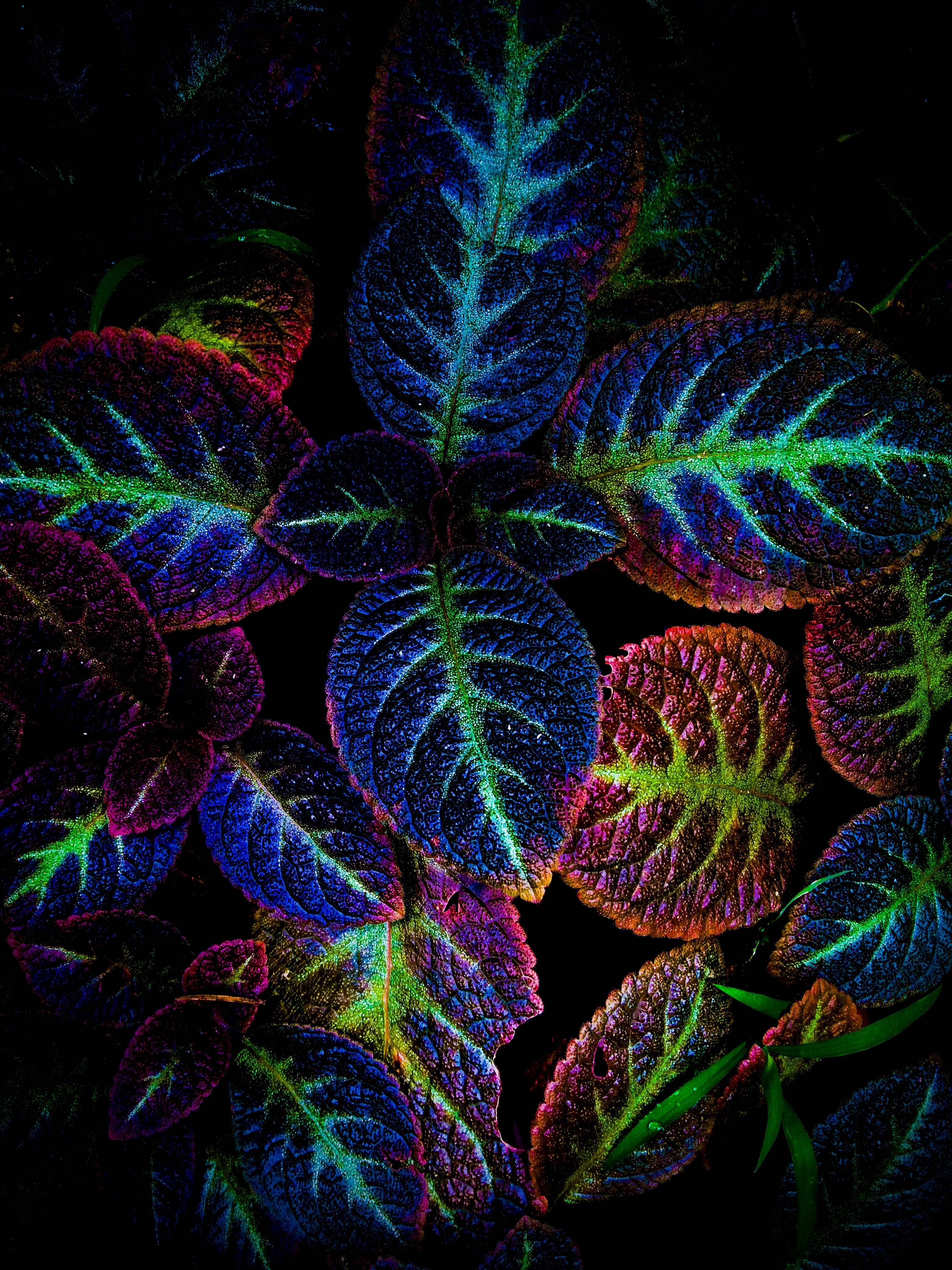 Neon Veins: Macro Portrait of Iridescent Foliage