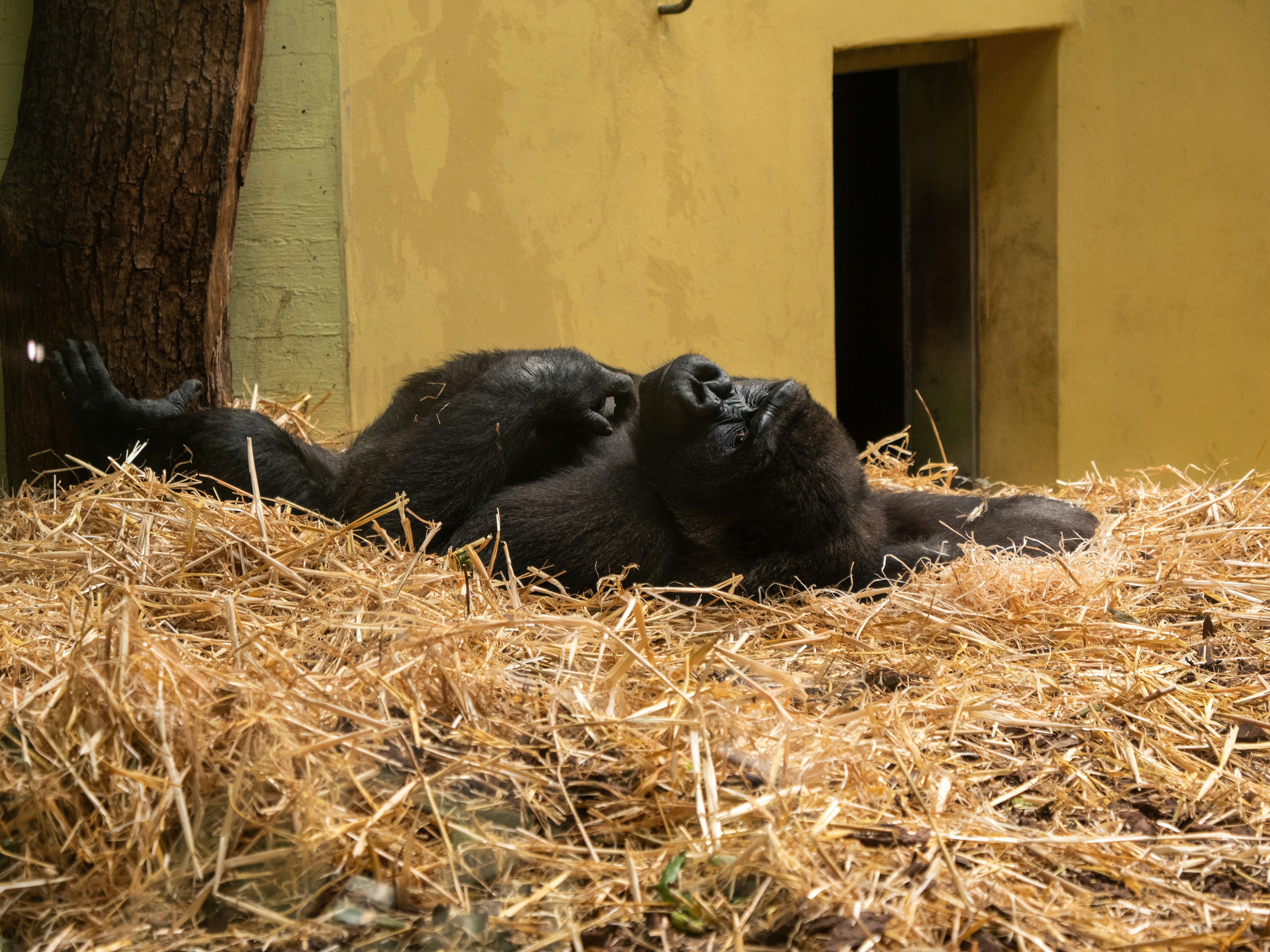 Black primate lying on dried leaves photo – Free Yellow Image on Unsplash