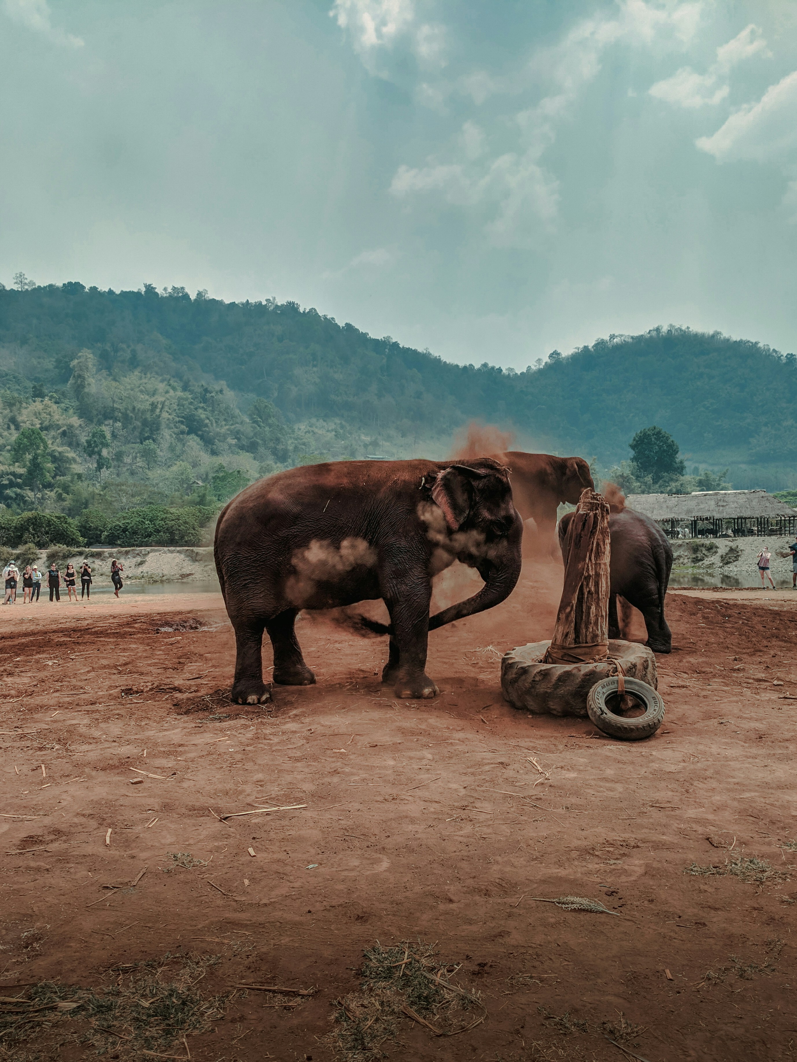 Two elephants stand in a dusty arena near a wooden post and tire obstacle, with distant onlookers and hazy hills forming the backdrop.