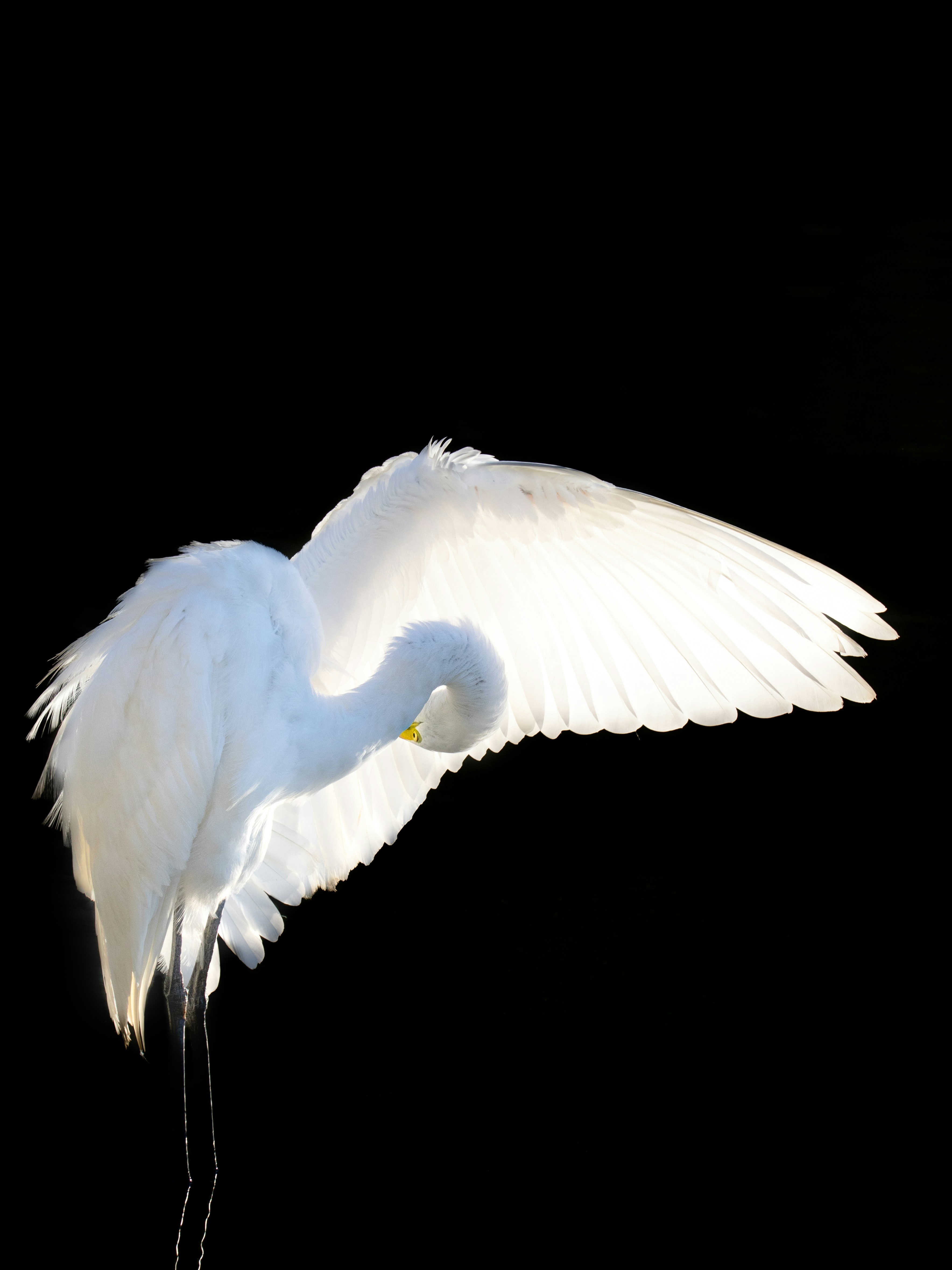 Winged Spotlight: A White Heron in Silhouette Against Night