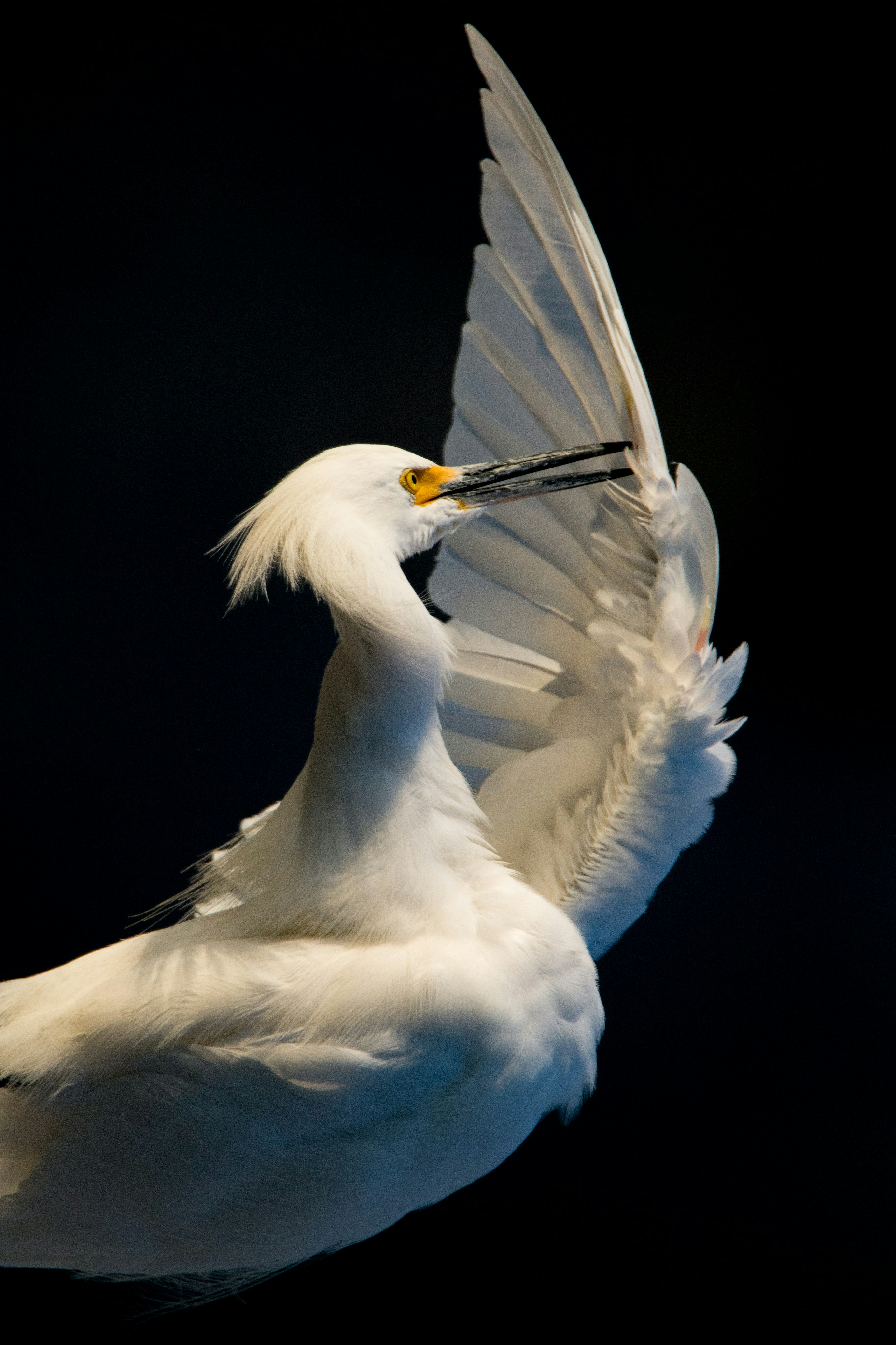 Spotlit Snowy Egret: Wings Carved in Light Against Velvet Black