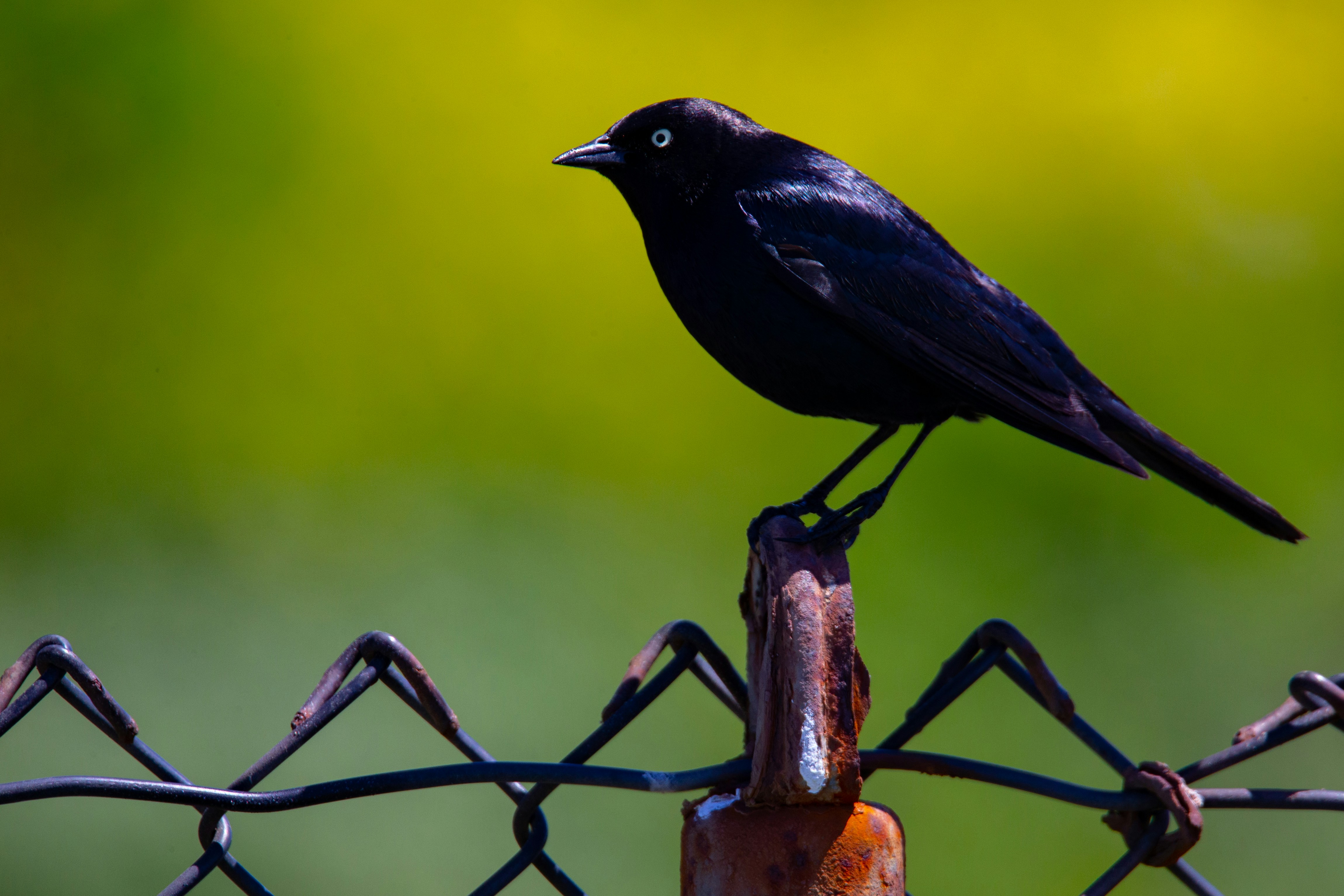 A blackbird stands poised on a rusty fence post, contrasting against a vibrant green and yellow background. The image highlights the bird's sleek feathers and alert posture.