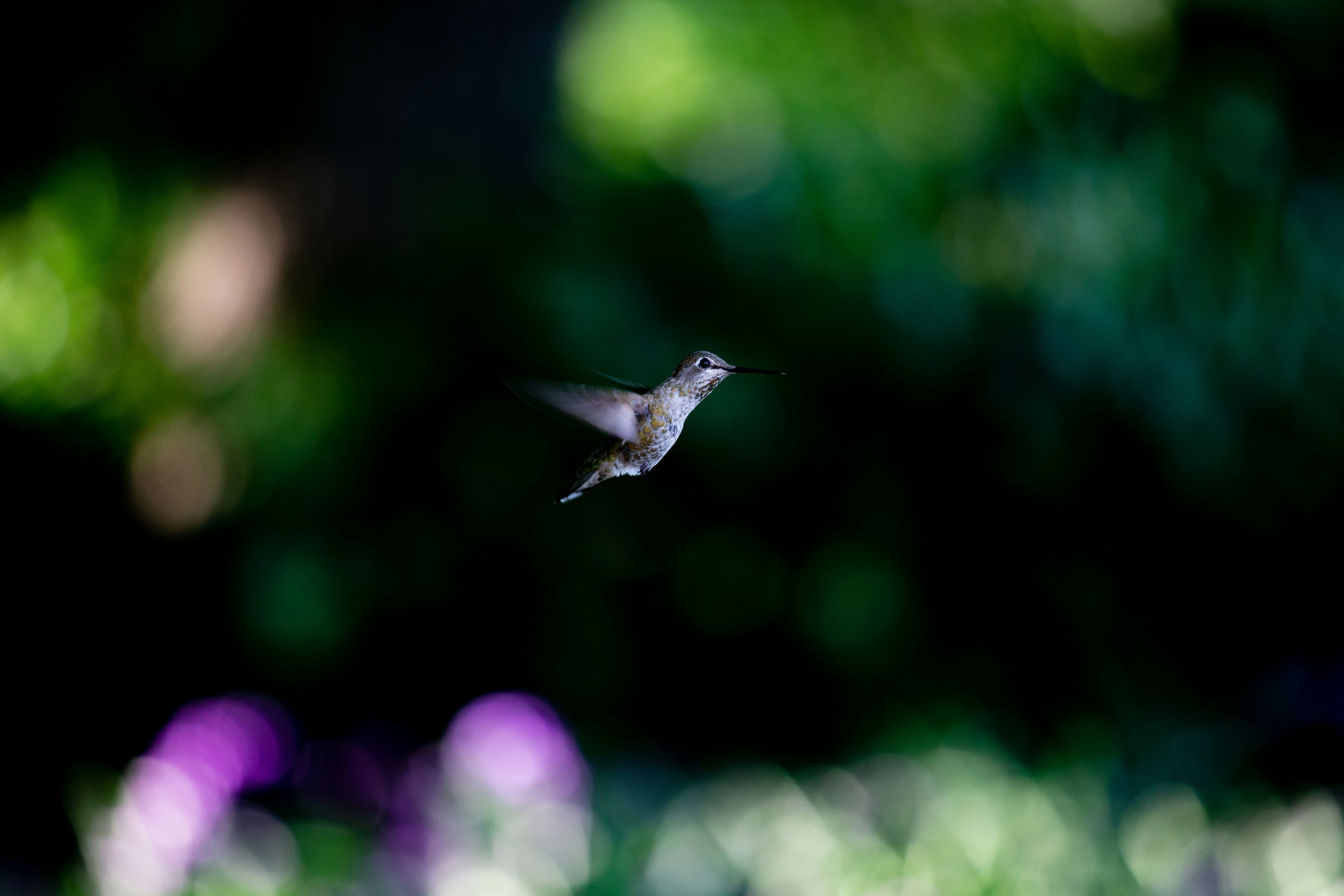 Gray hummingbird photo – Free Animal Image on Unsplash