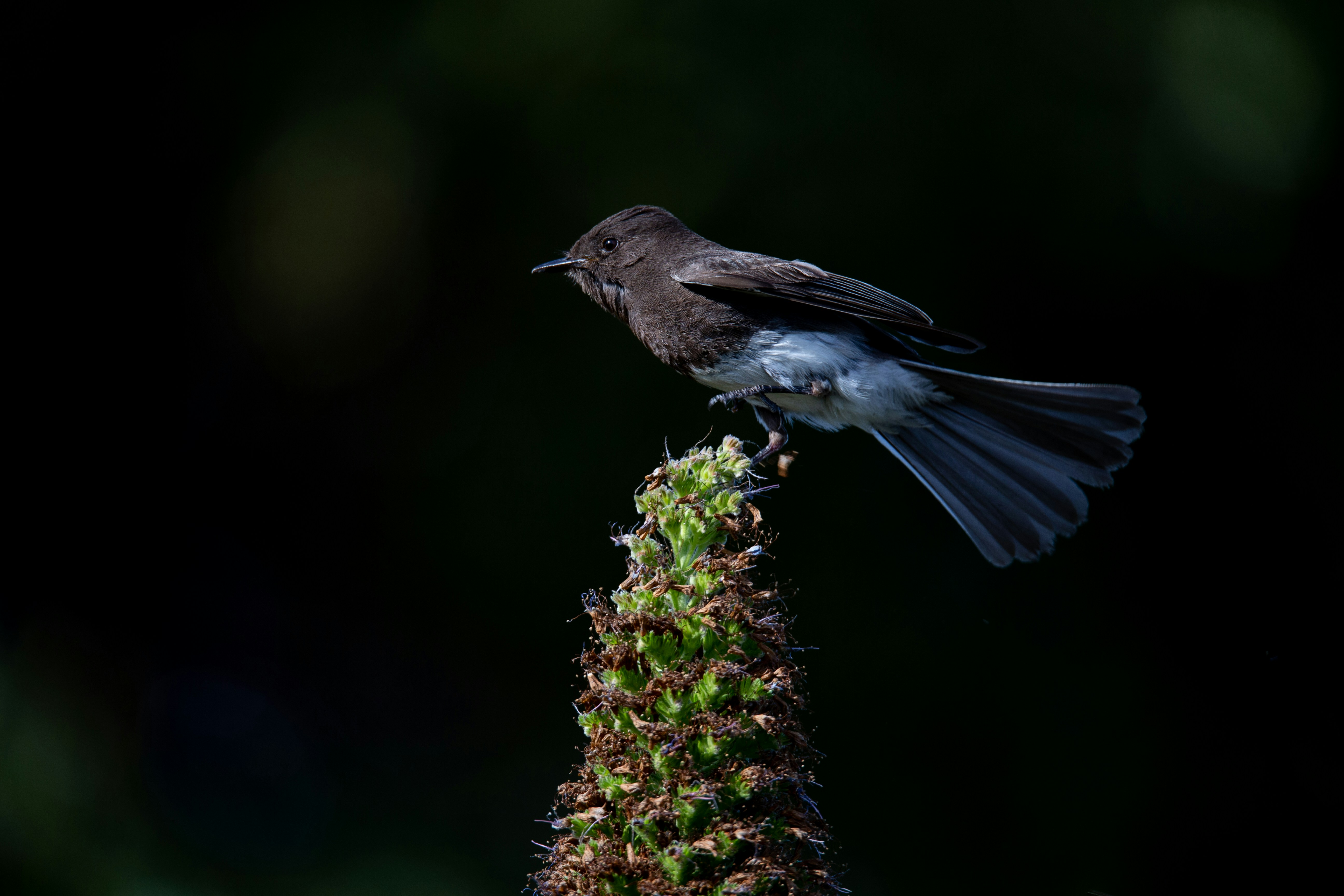 Perch at Dusk: A Mossy Spire Cradles a Silent Songbird