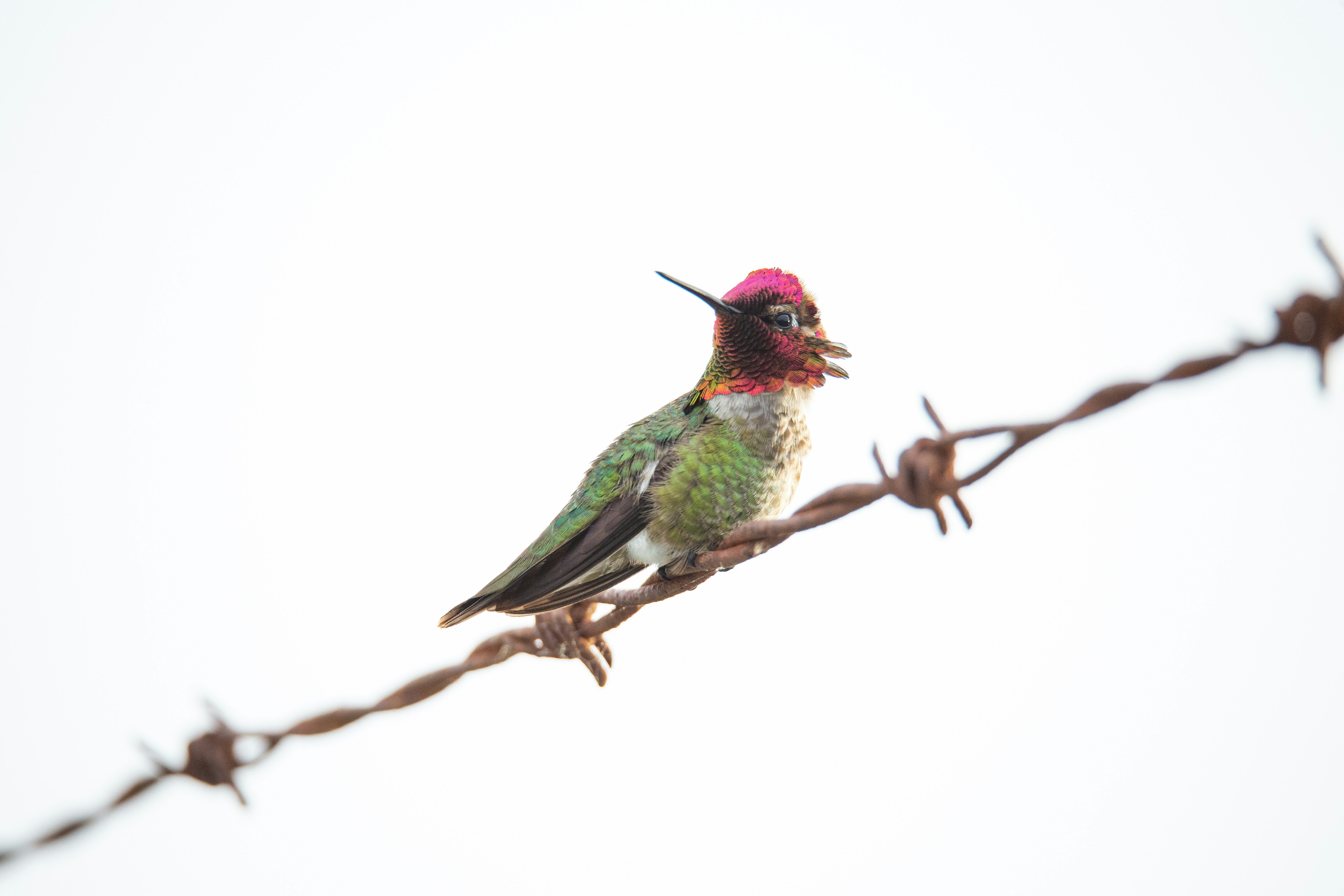 Crimson-plumed Hummer Perched on a Barbed Wire