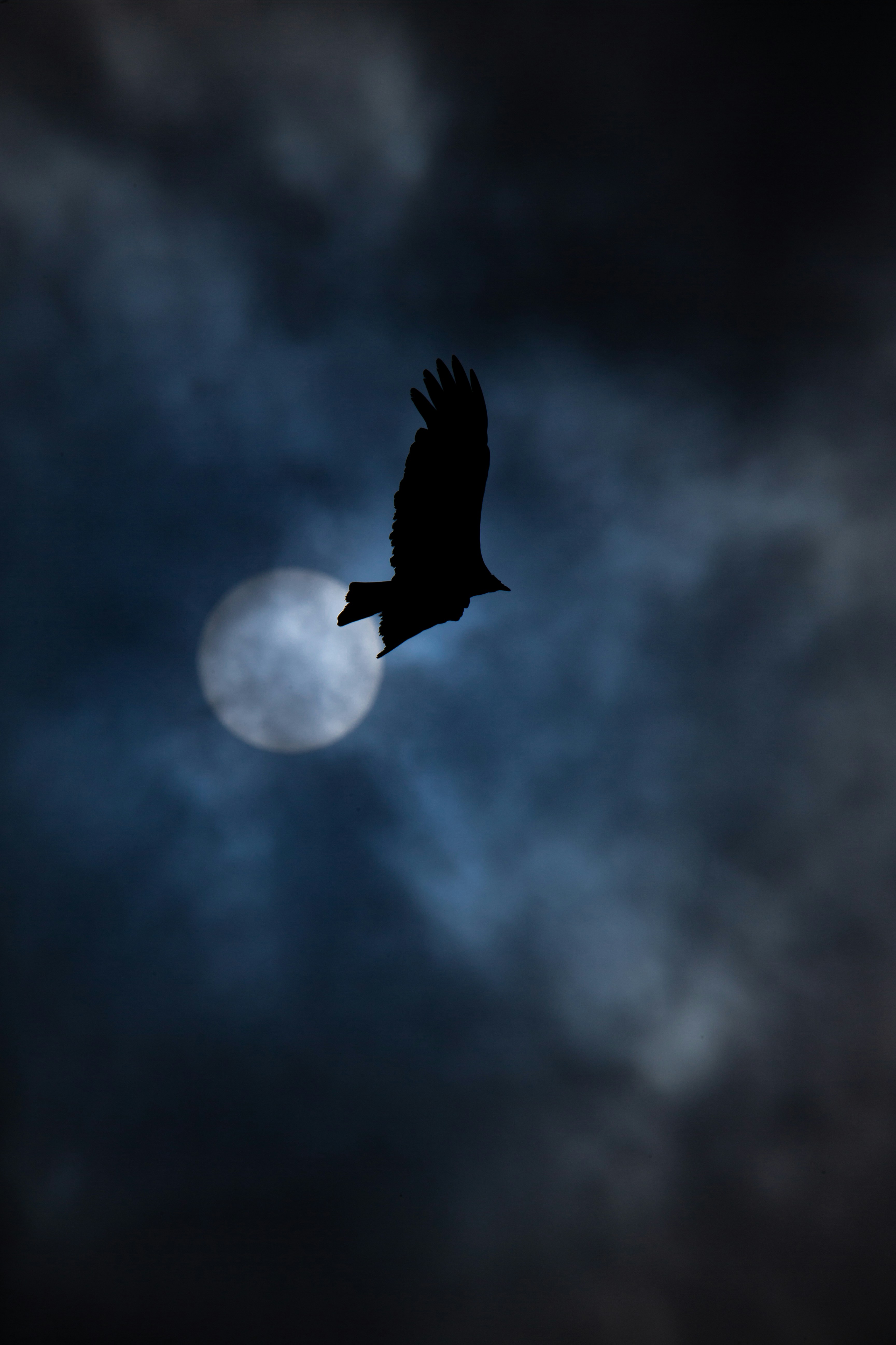 Moonlit Silhouette: A Lone Raptor Against a Cloud-Washed Full Moon