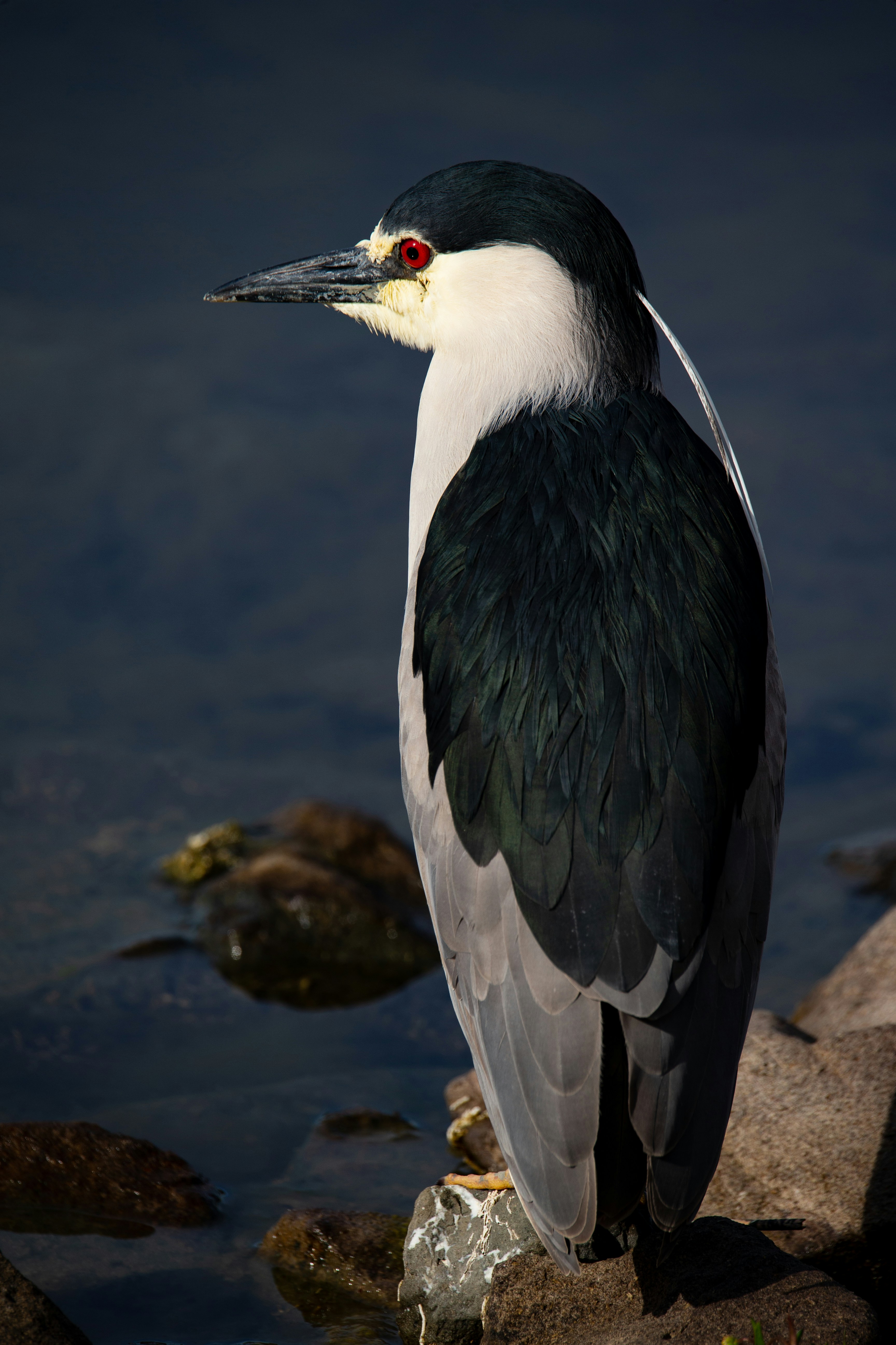 Silent Vigil: The Watchful Heron