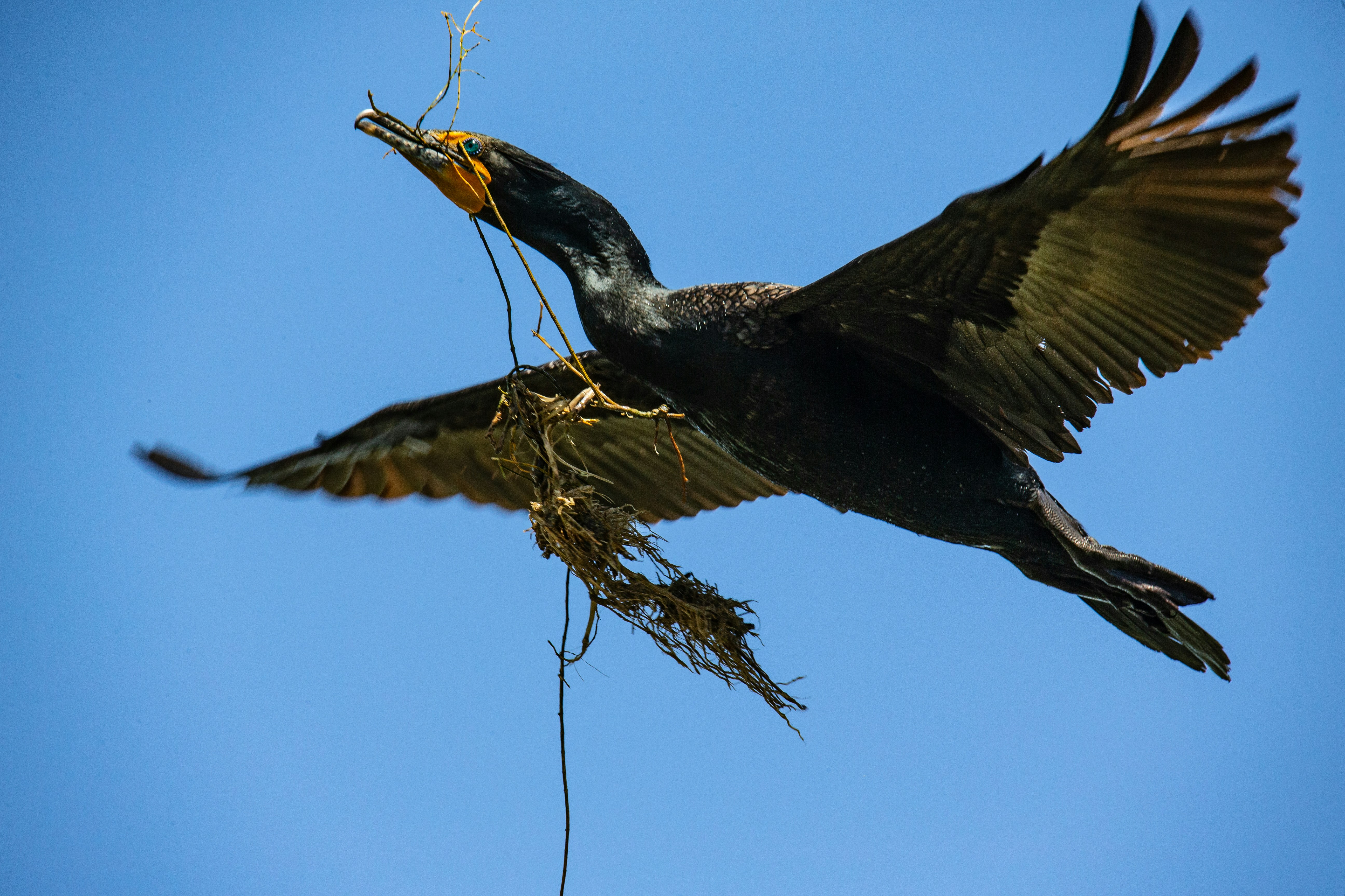 Cormorant in Flight, Grasping Nesting Twigs Against a Clear Blue Sky