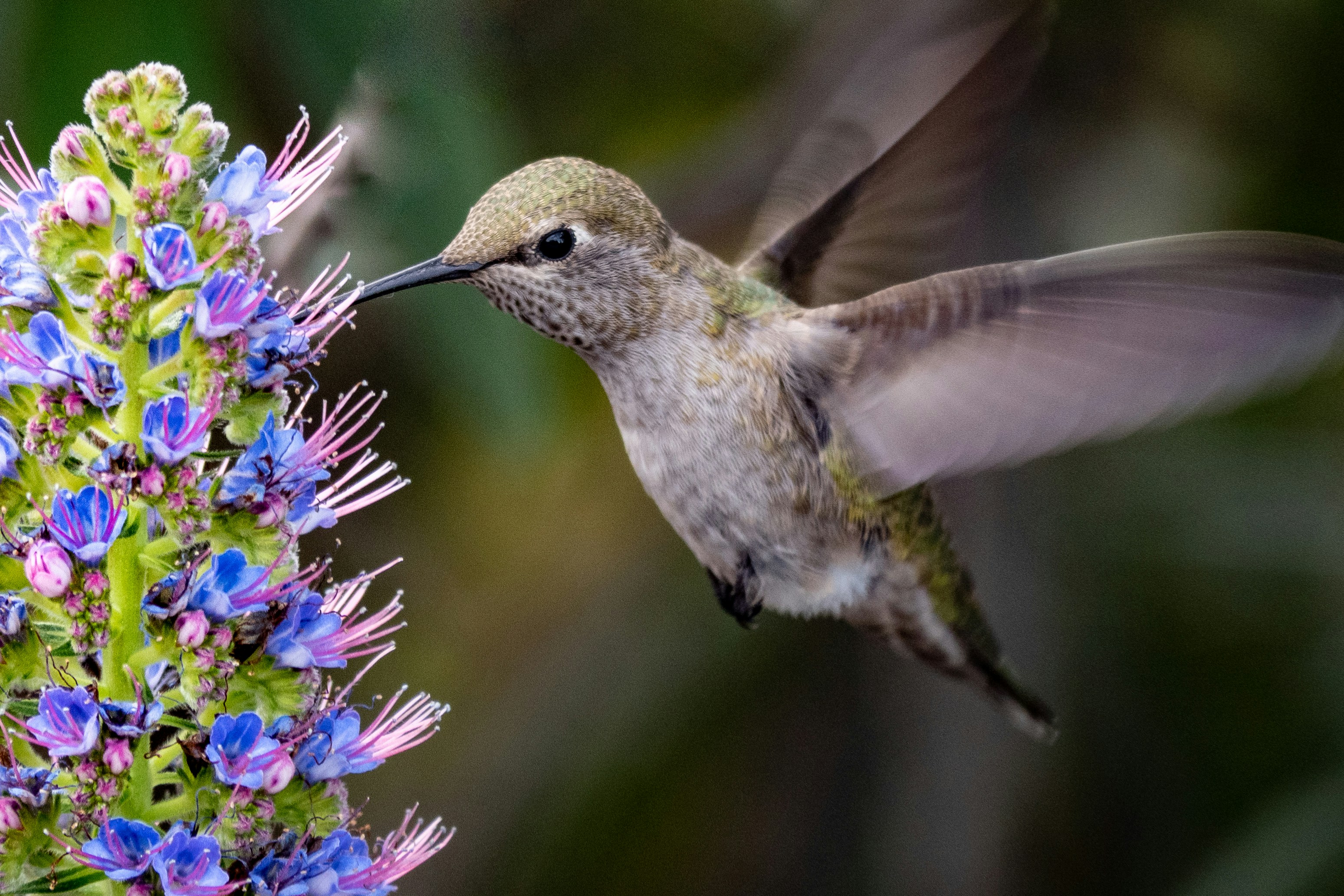 Gray hummingbird sniffing on blue flower photo – Free Bird Image on ...