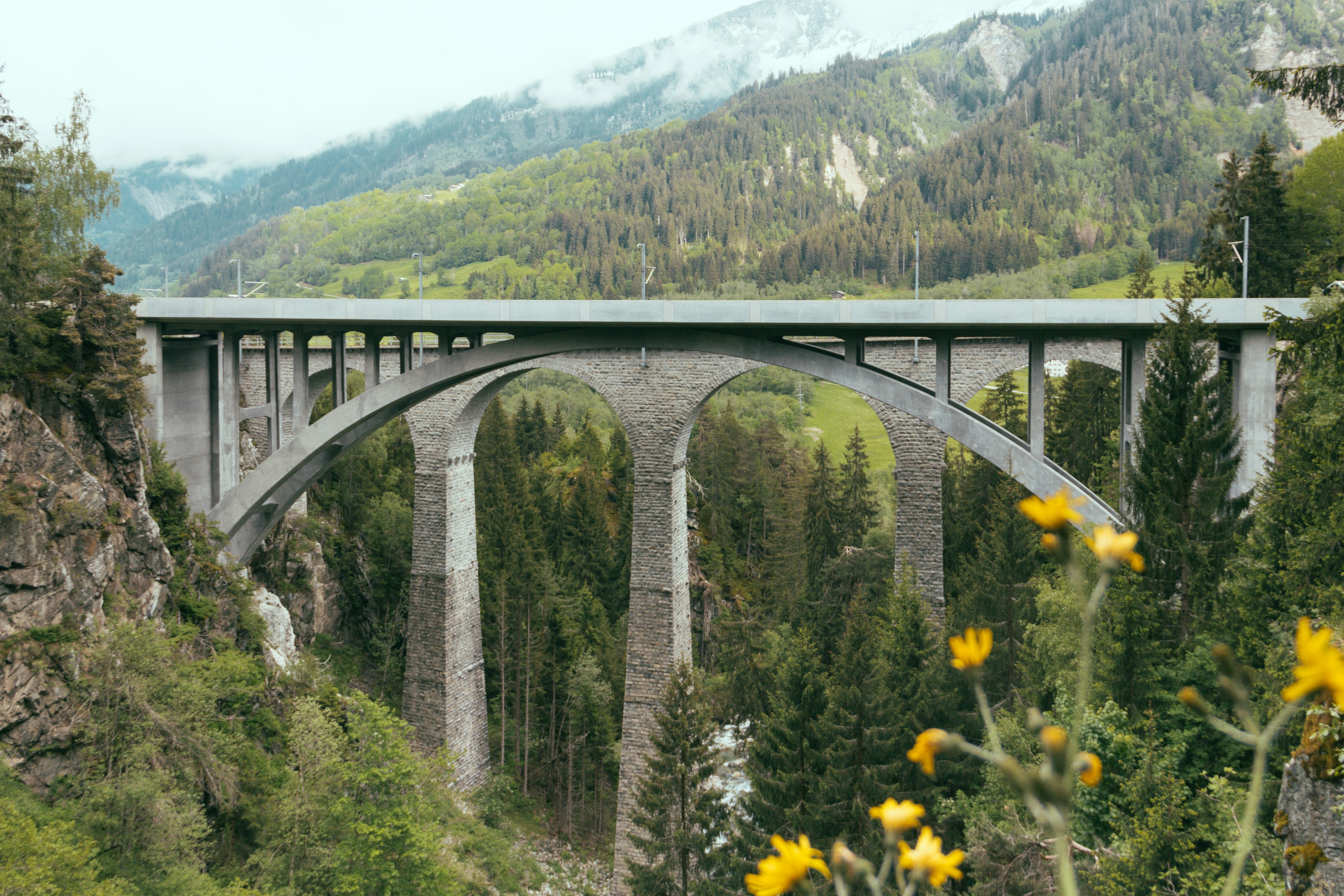gray concrete bridge surrounded by trees