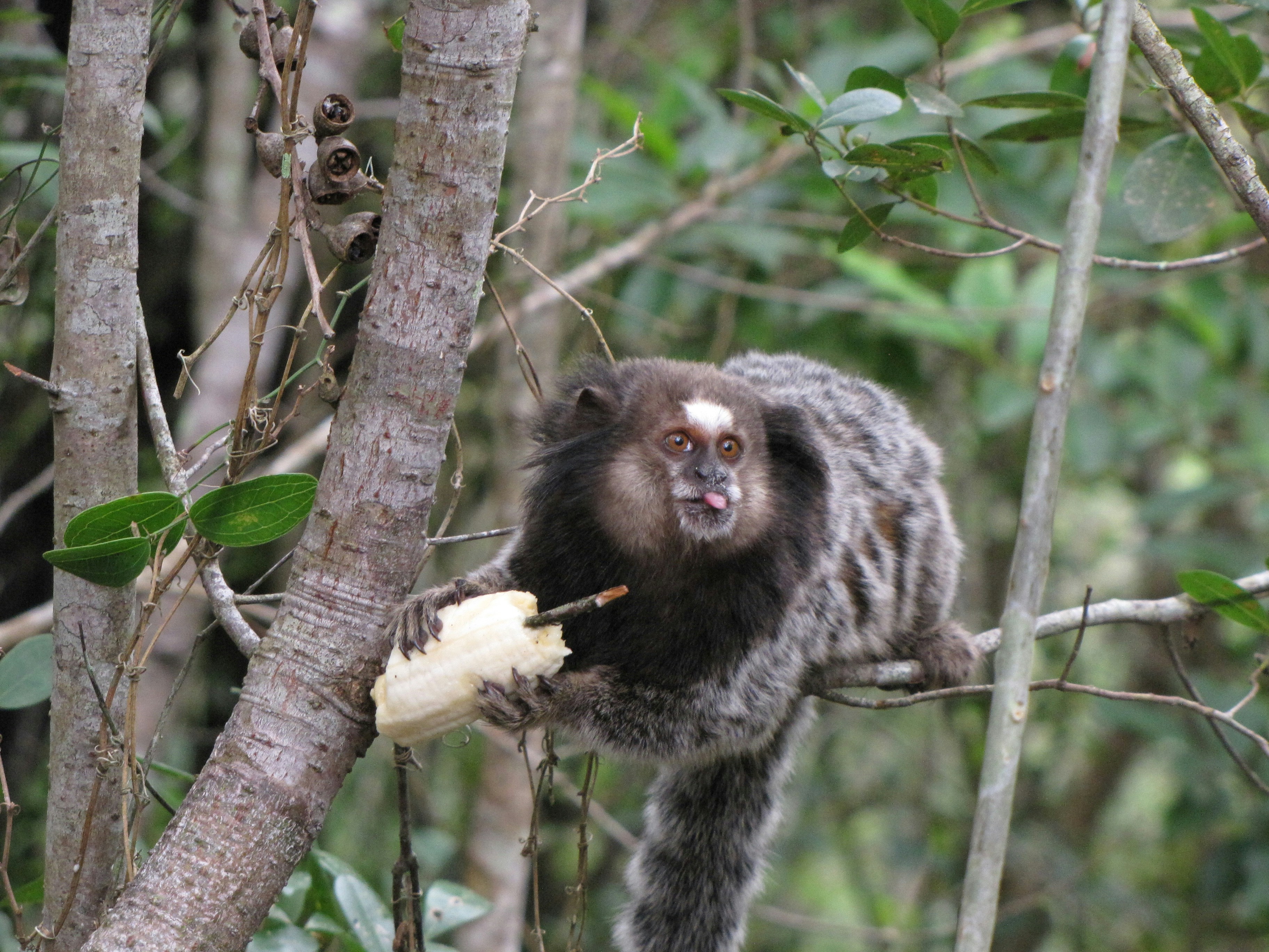 Snack Thief in the Green Canopy