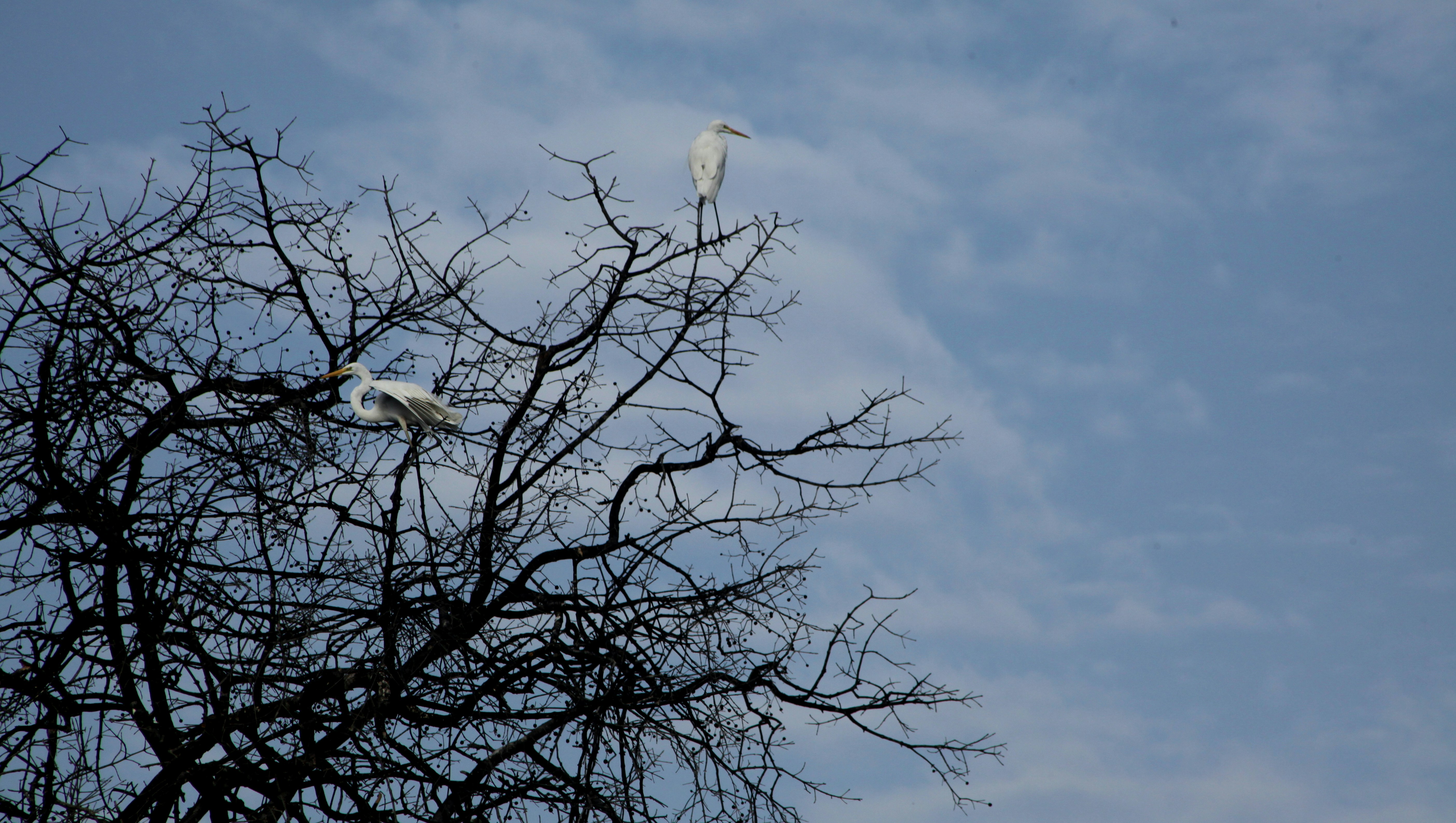 Two White Herons Perched on a Winter Branch Under a Quiet Blue Sky