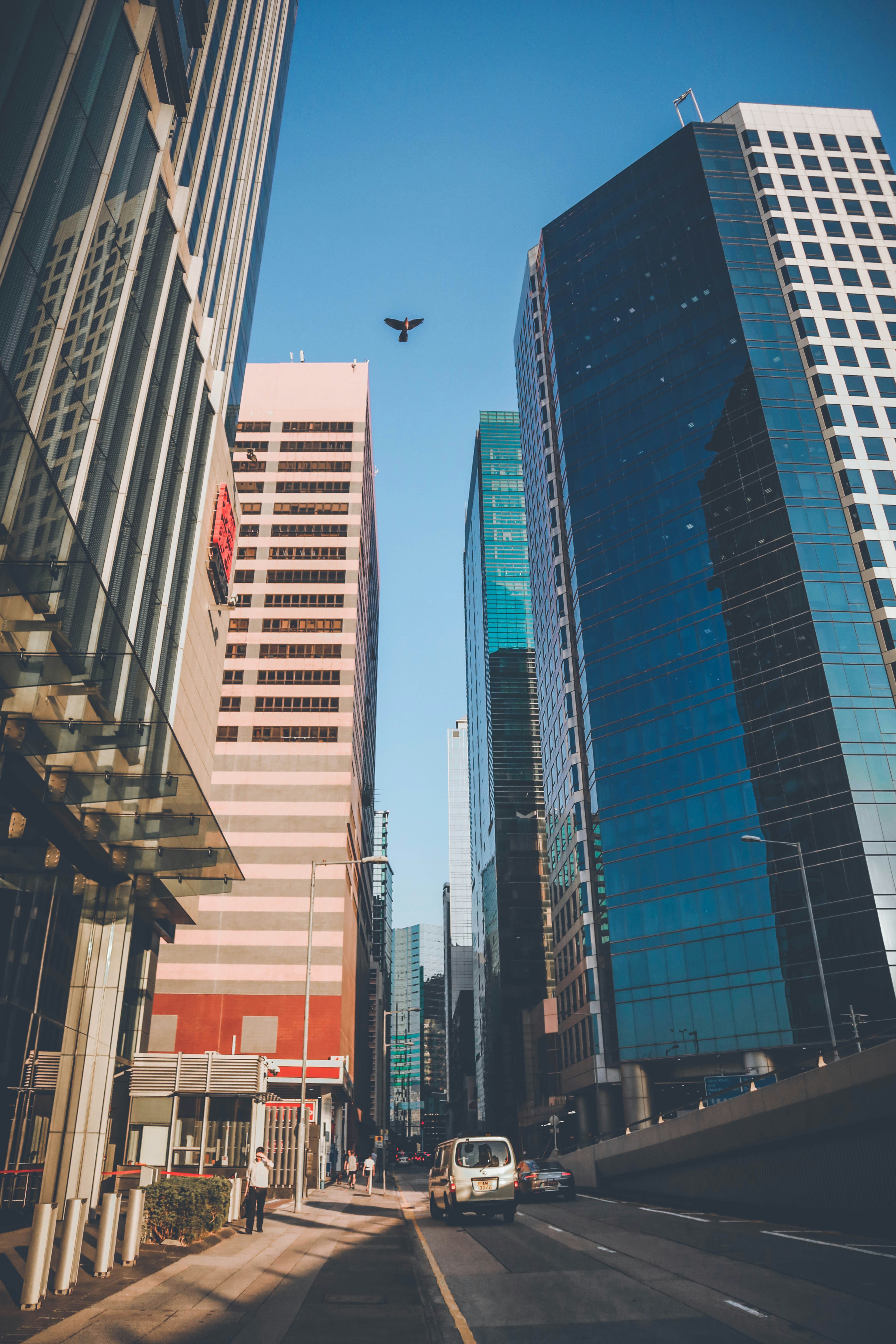 Foto Pájaro en el aire entre edificios de gran altura por encima del vehículo en la calle ...