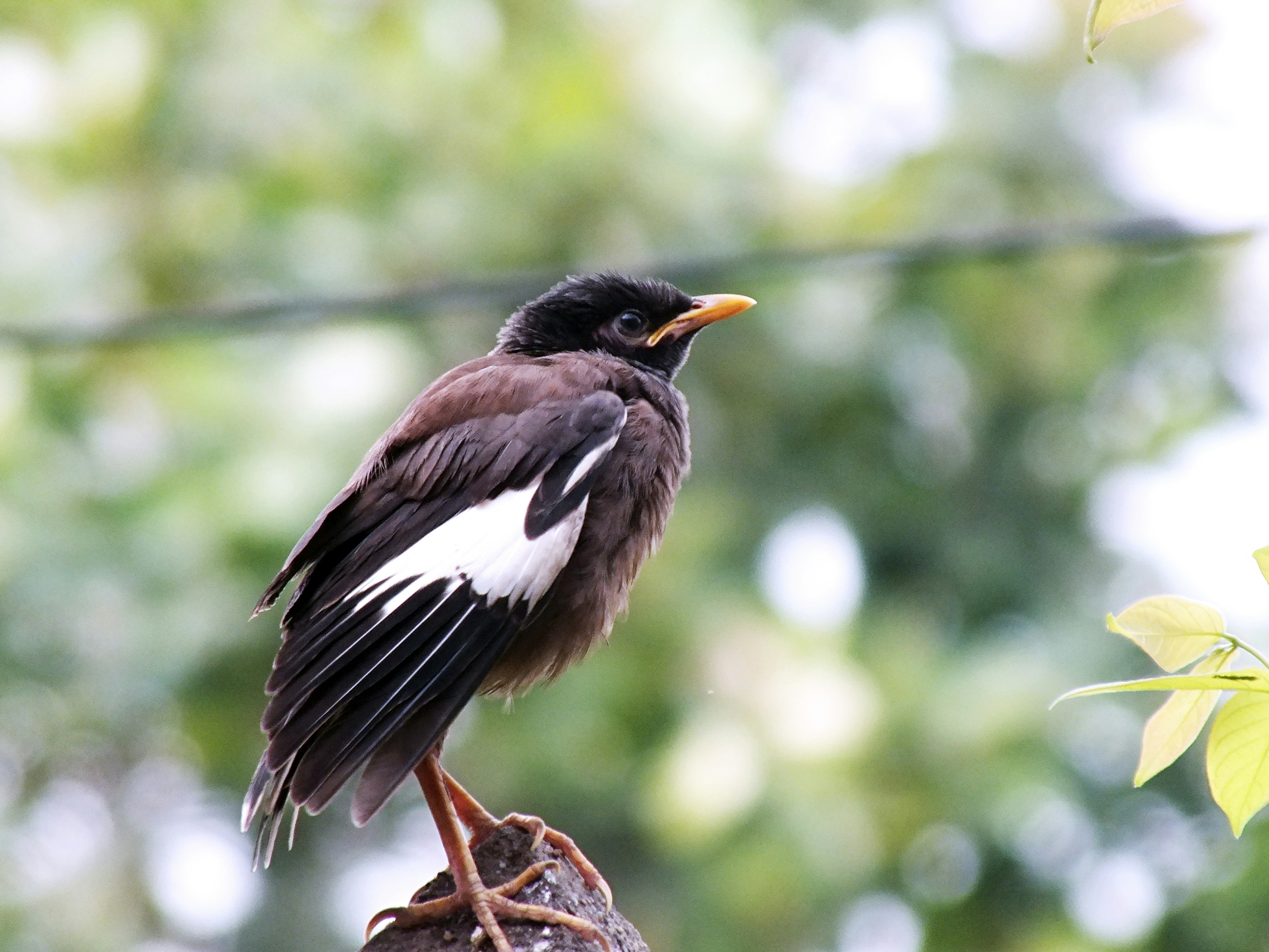 Bird perched elegantly on a branch, showcasing striking plumage against a blurred green backdrop.