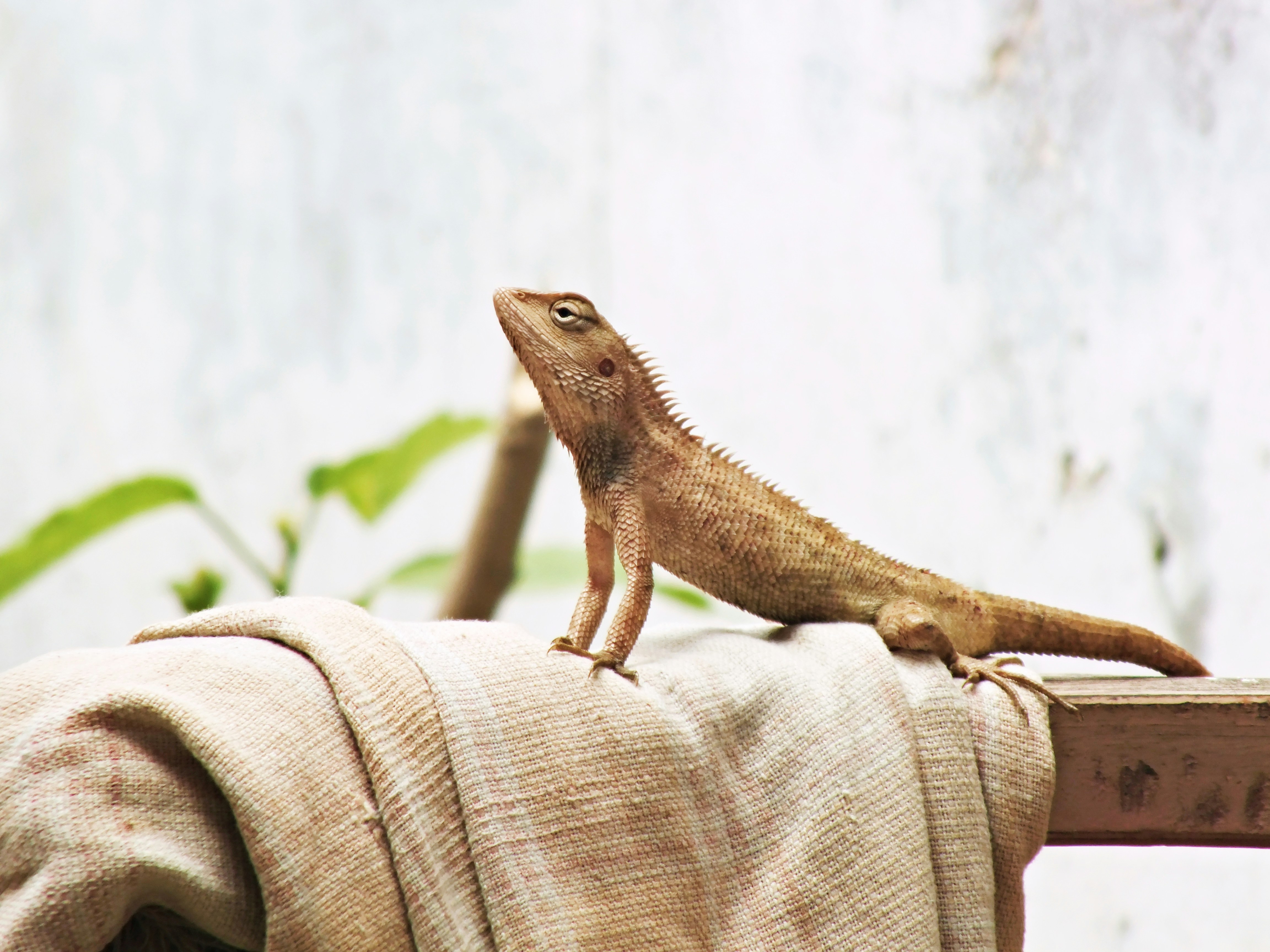A lizard stands alert on a draped fabric, its scales glistening in the soft light, surrounded by hints of greenery in the background.