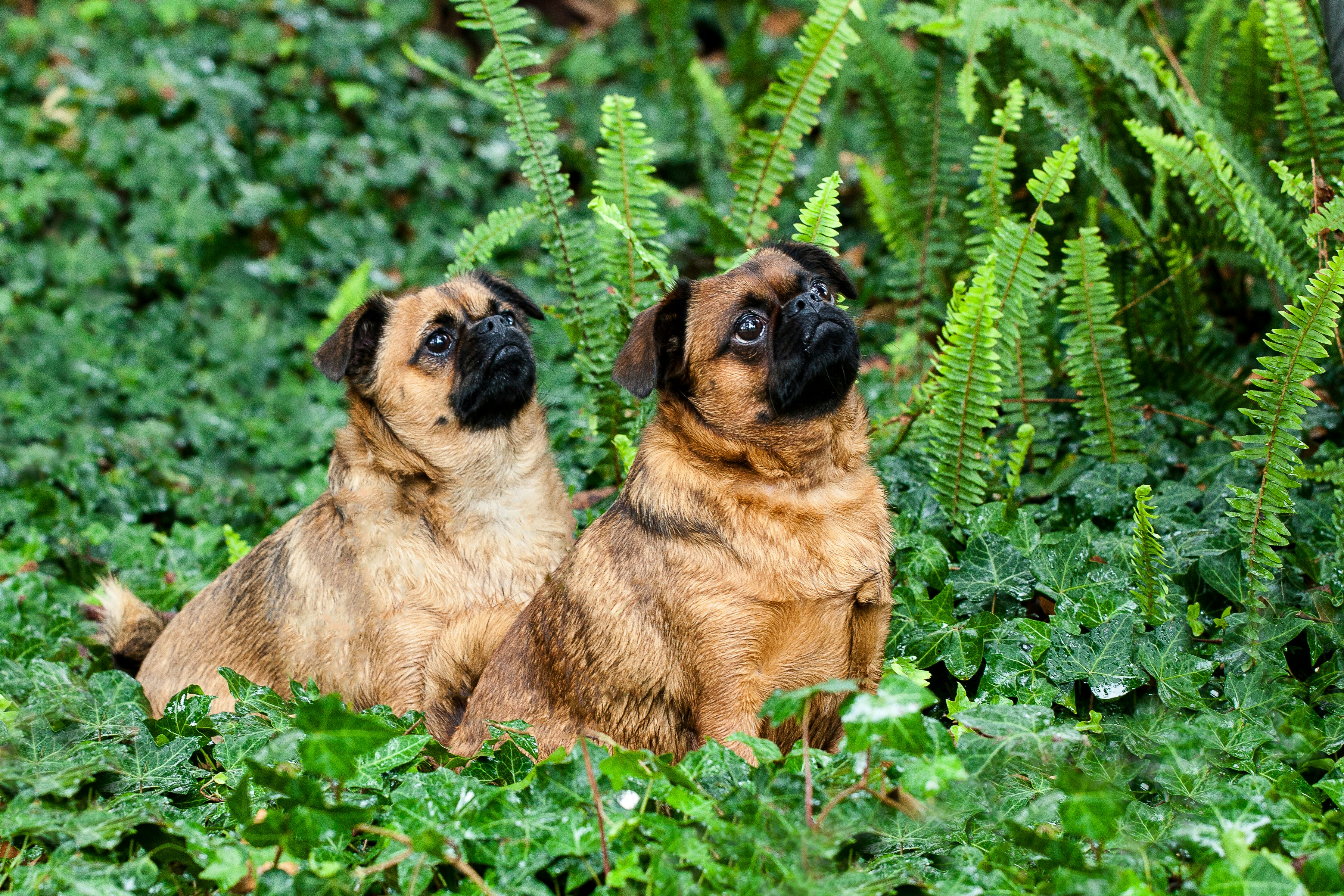Two adult tan pugs near green-leafed plants photo – Free Brown Image on ...