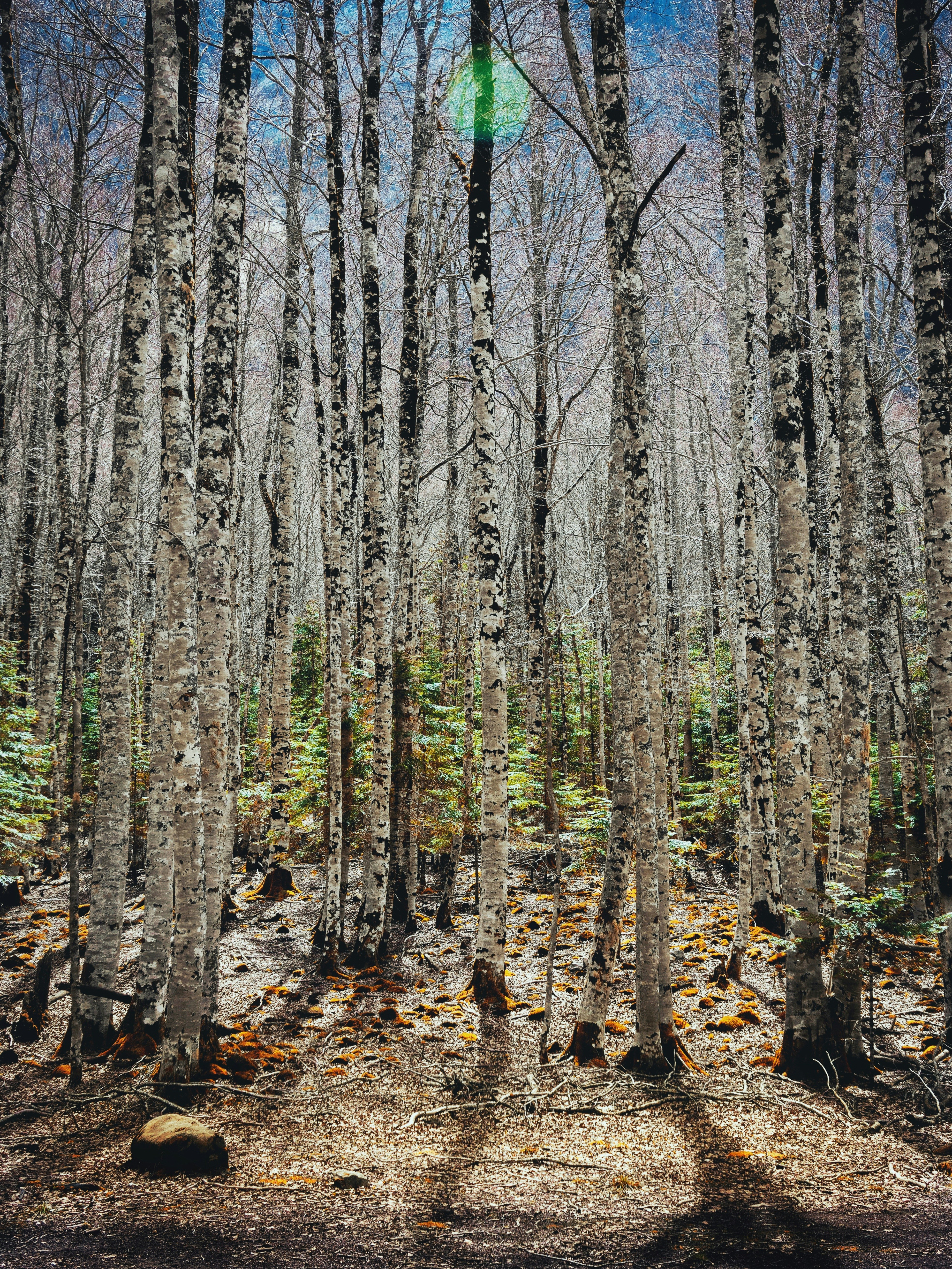 Tall birch trees stand in a serene forest, their shadows stretching across the ground, interspersed with patches of green foliage.