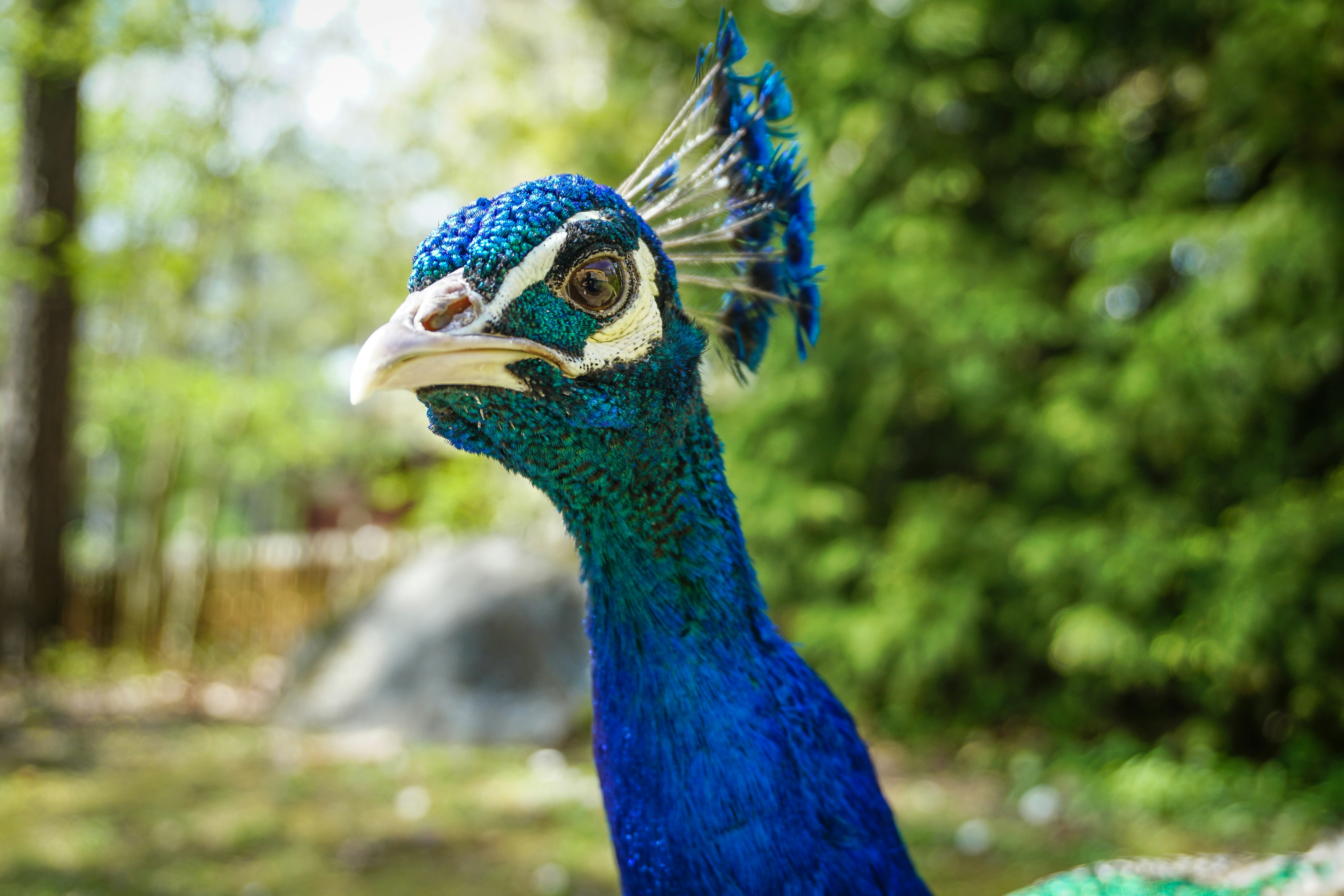 Cobalt Crown in Focus: Peacock Portrait with Emerald Backdrop