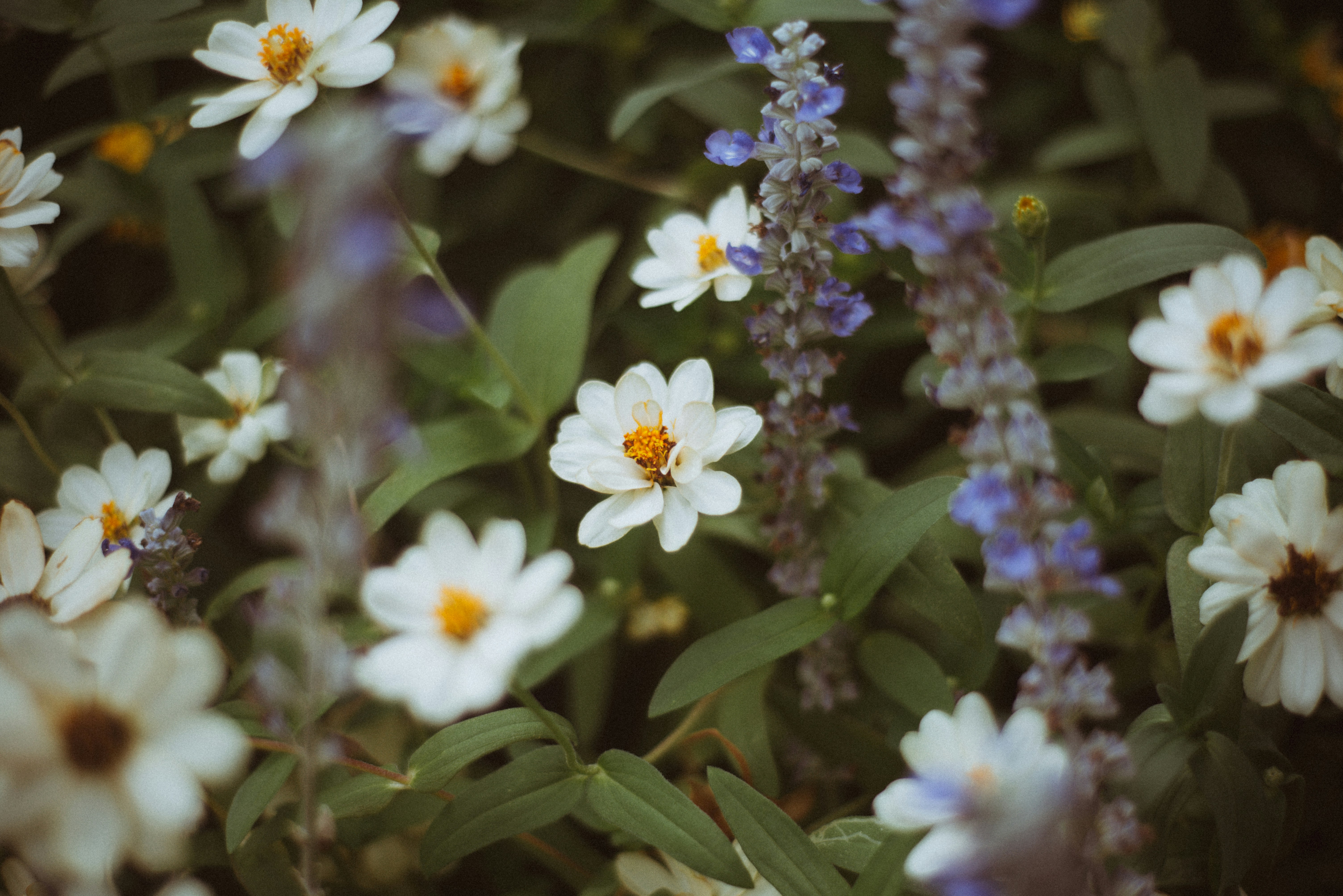 Daisy Focus Among Lavender Spires
