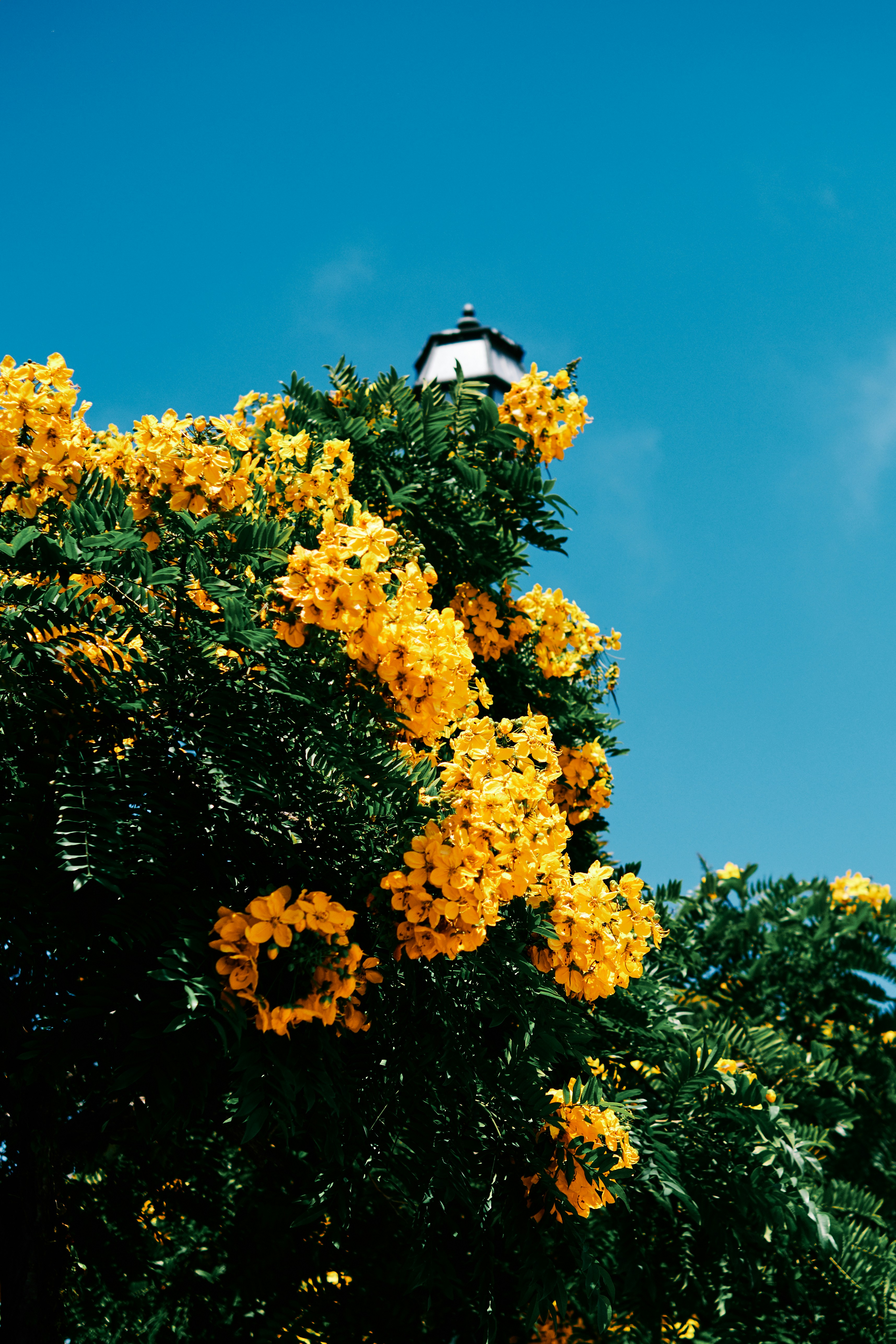Cascade of Golden Blooms Framing a Clear Blue Sky