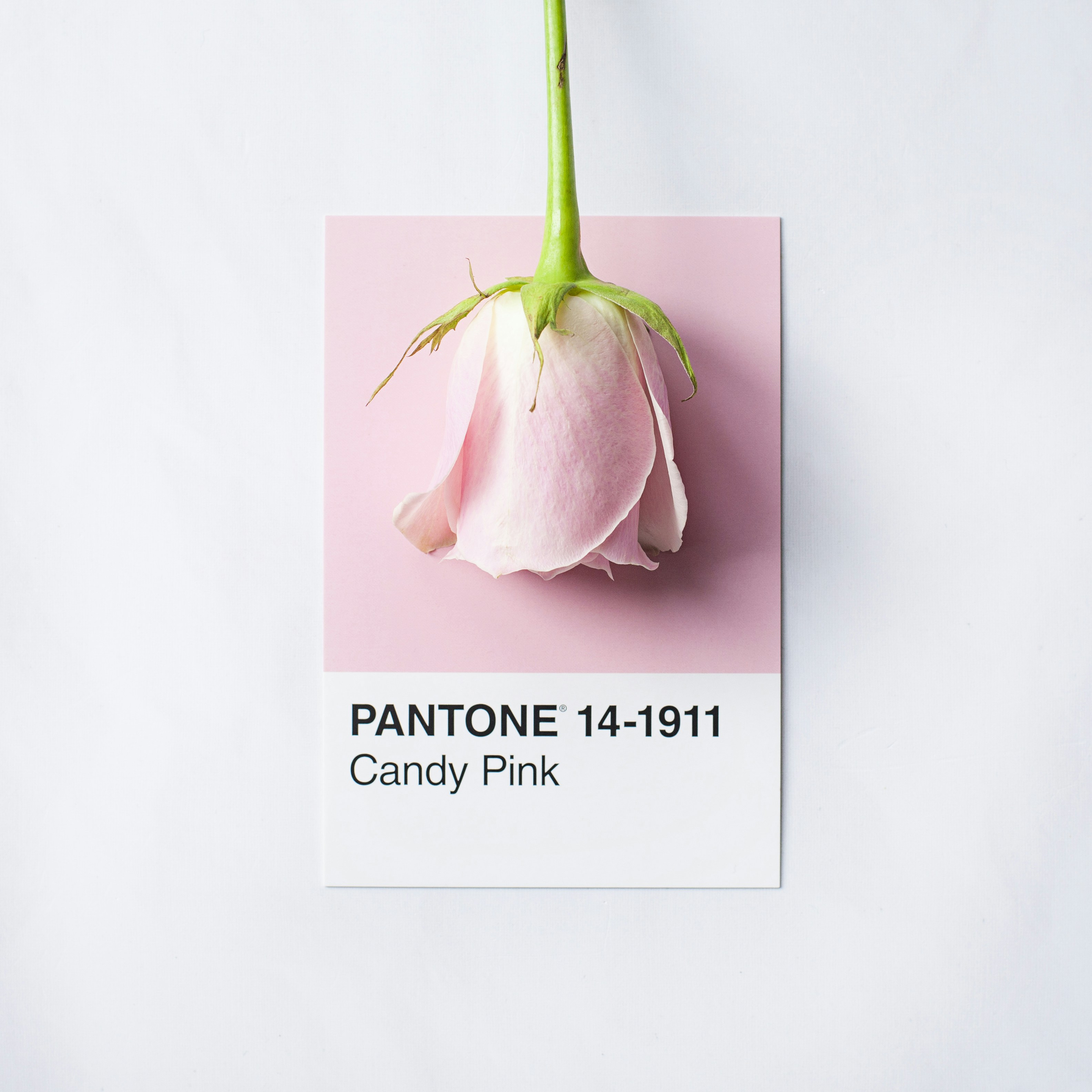 Pantone | 3 best free pantone, pink rose, color swatch and rose photos ...
