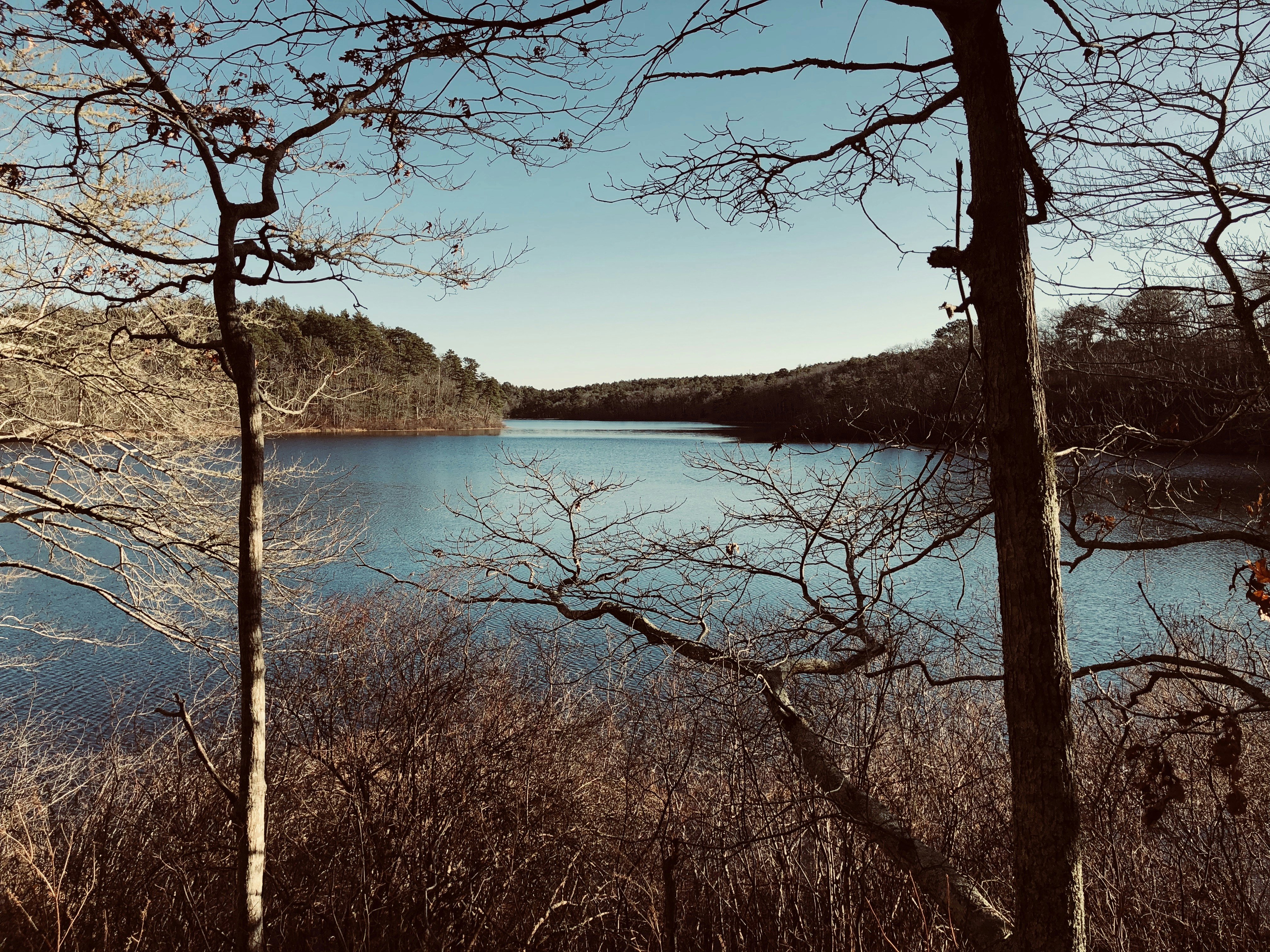 Leafless tree beside lake photo – Free Plant Image on Unsplash