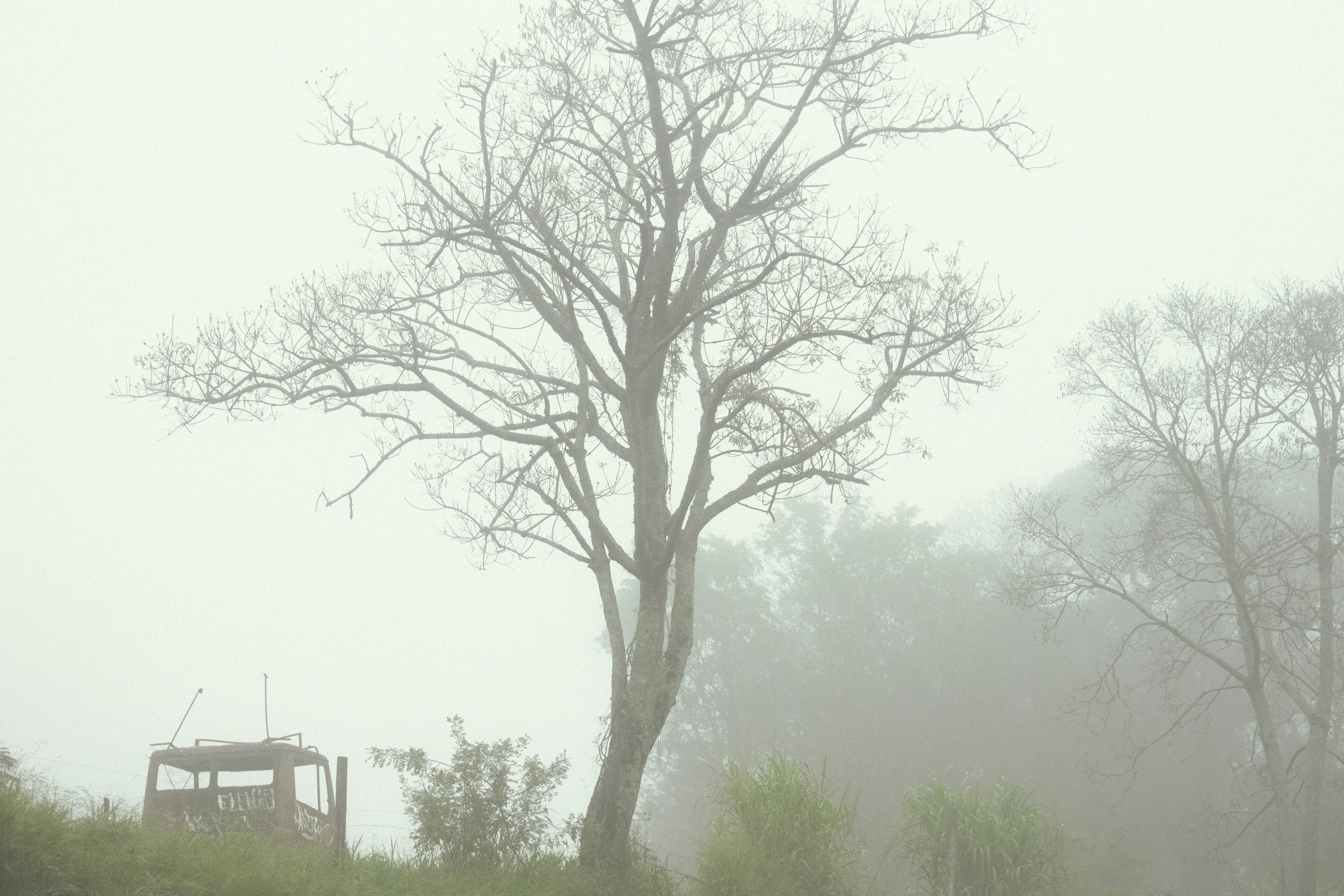 Bare tree standing in a foggy landscape with a distant watchtower.