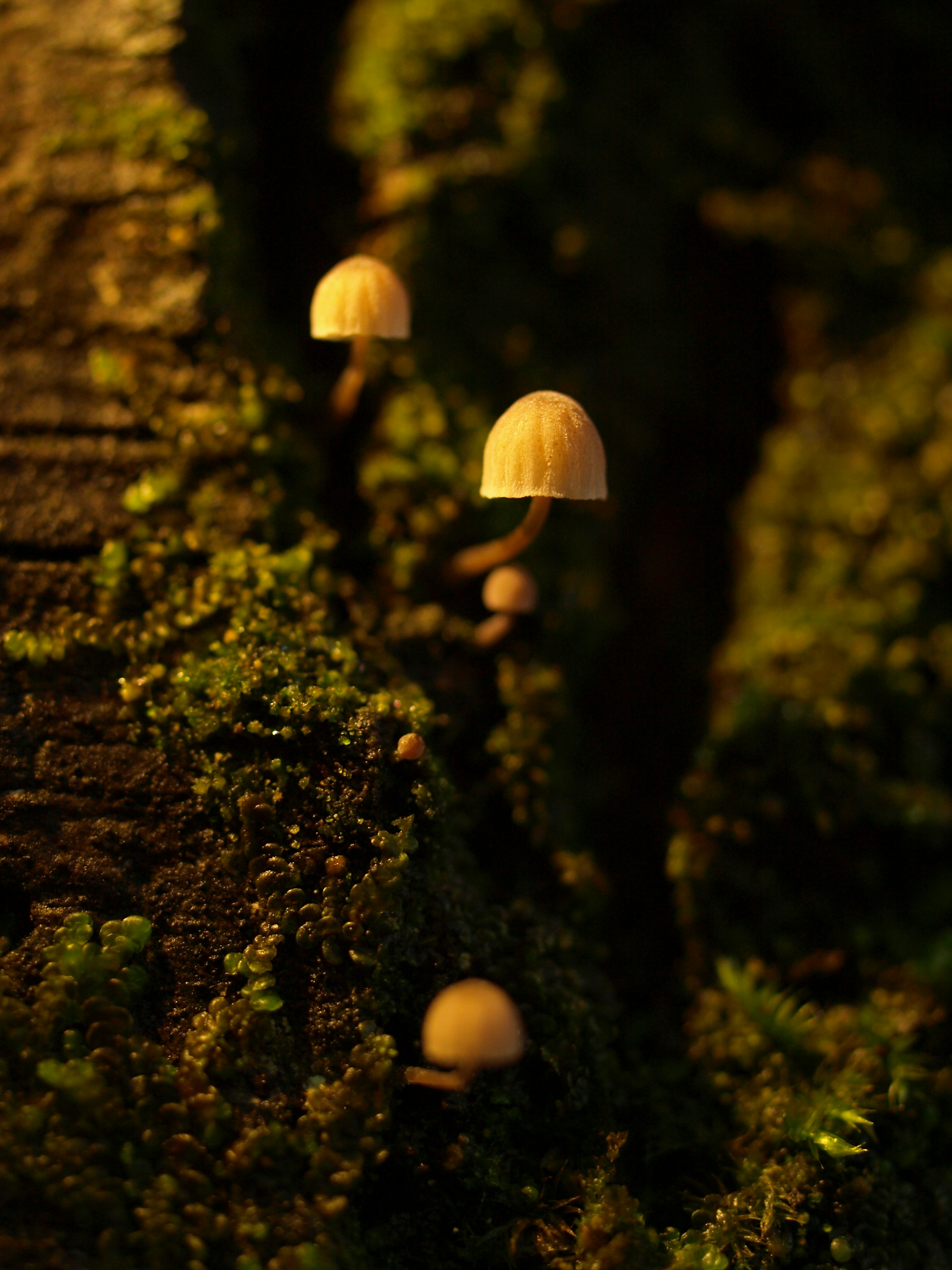 Delicate mushrooms sprouting from a moss-covered log, illuminated by soft, ambient light.