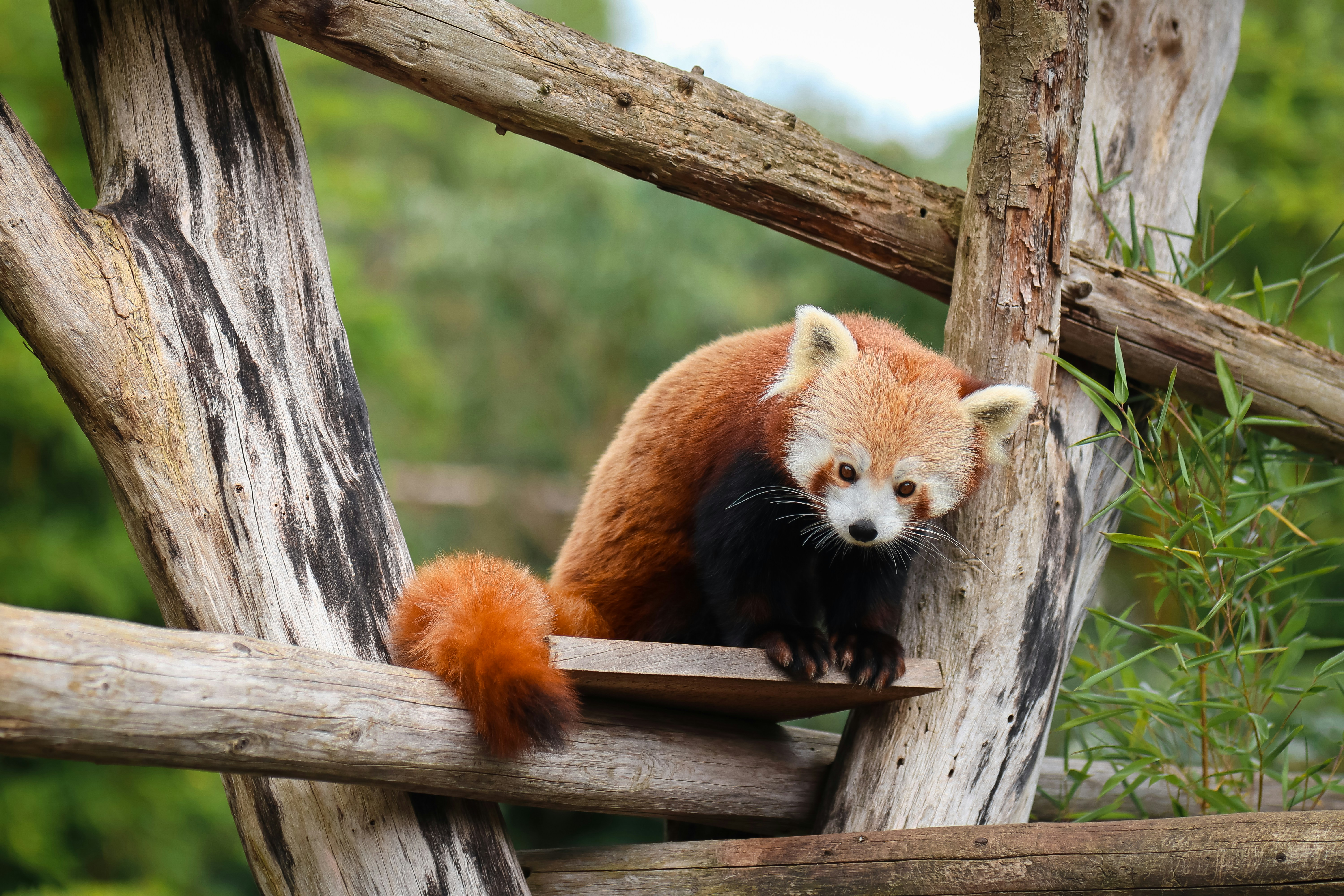 Adult red panda on wooden board photo – Free Mammal Image on Unsplash