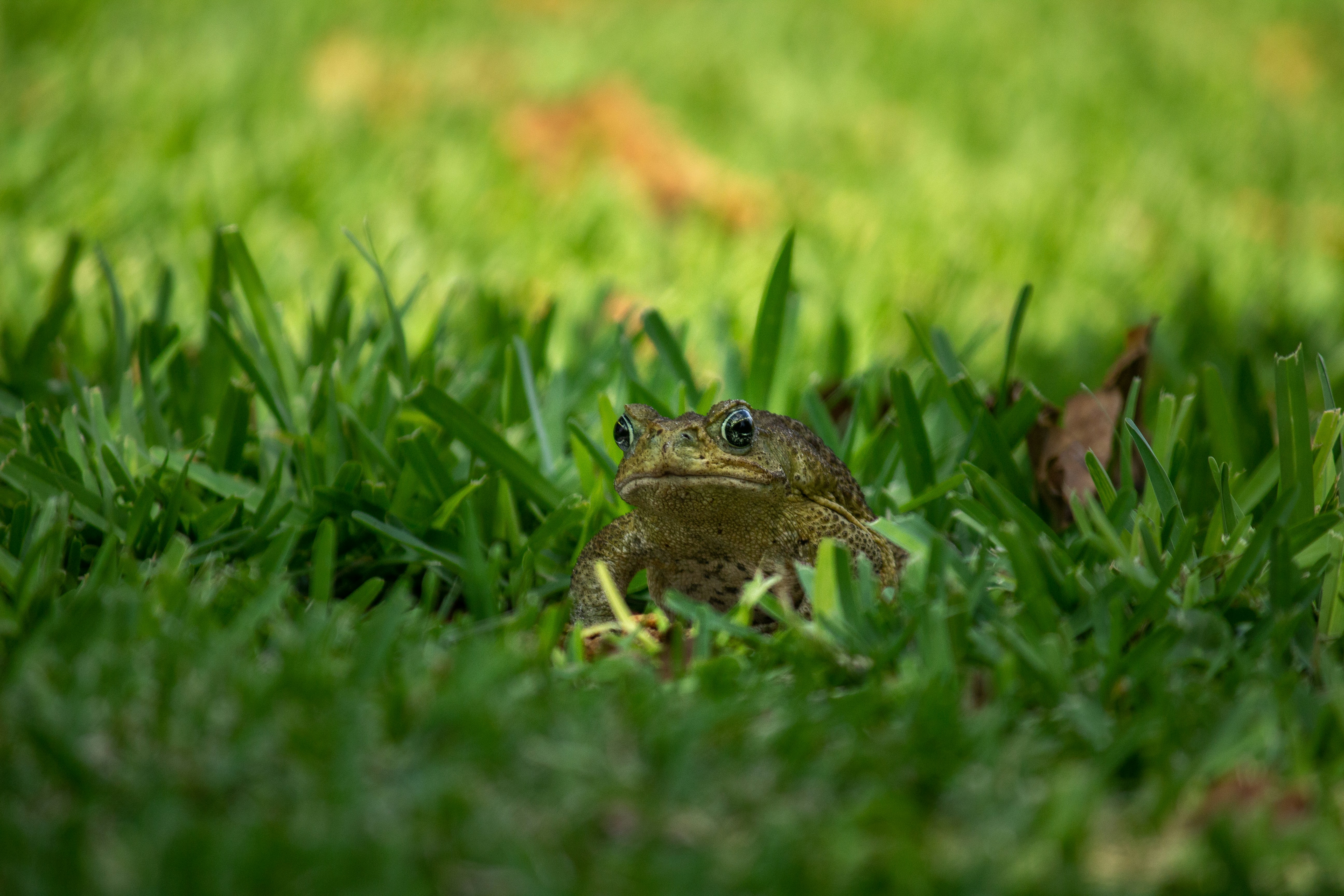 Frog on grass photo – Free Palm springs Image on Unsplash