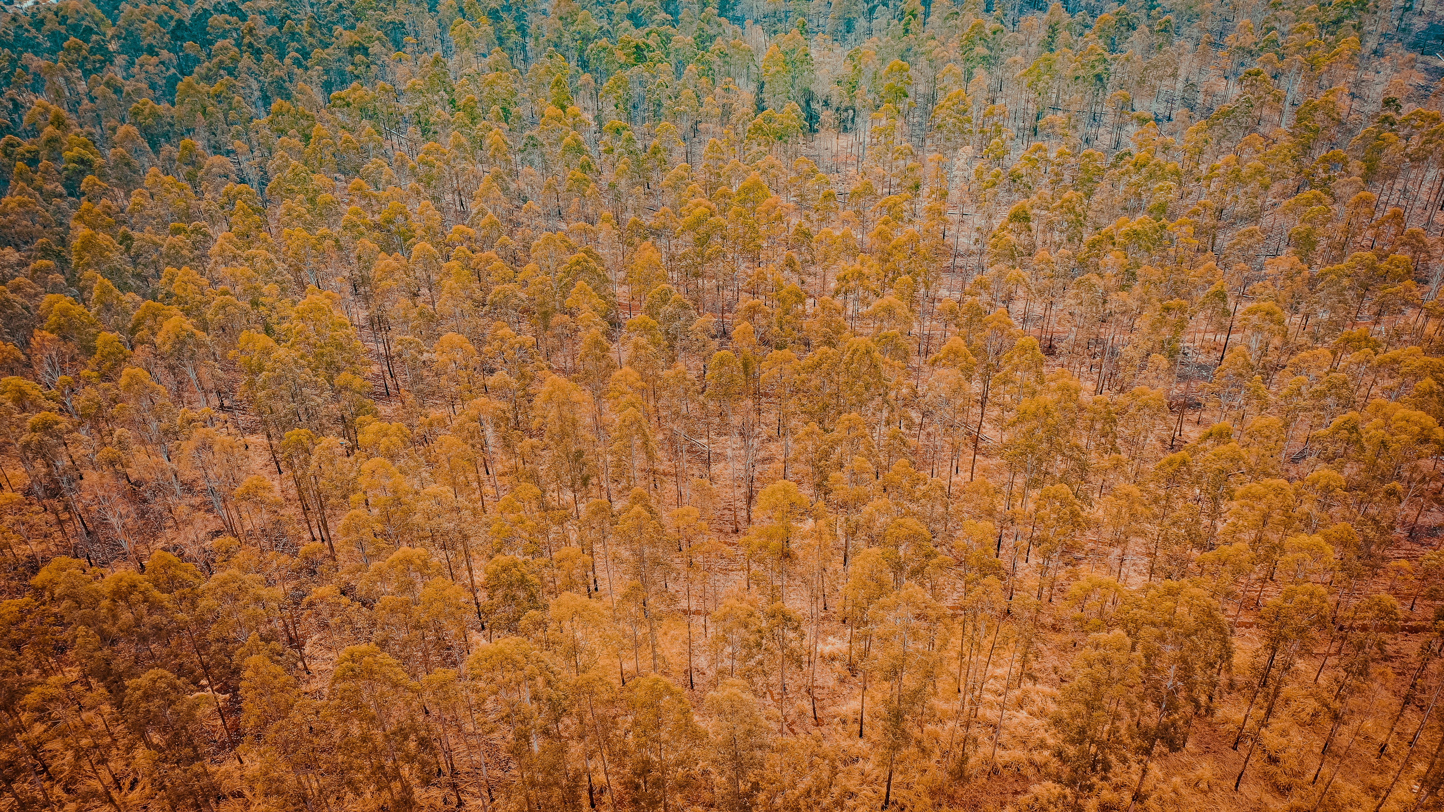 Brown Forest Pictures | Download Free Images on Unsplash