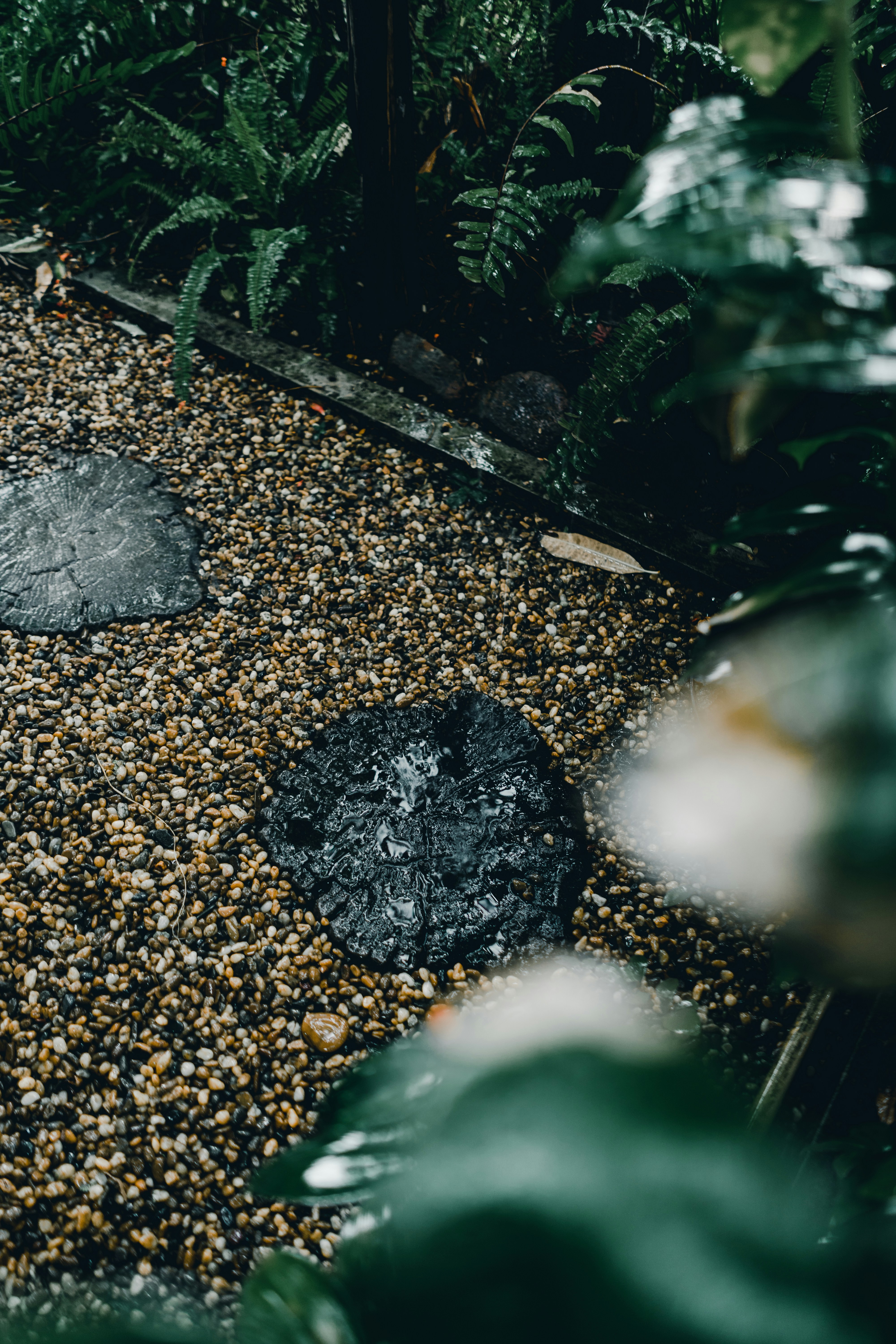 Wet Pebbles and Fern Shadows Along a Rain-Kissed Garden Path