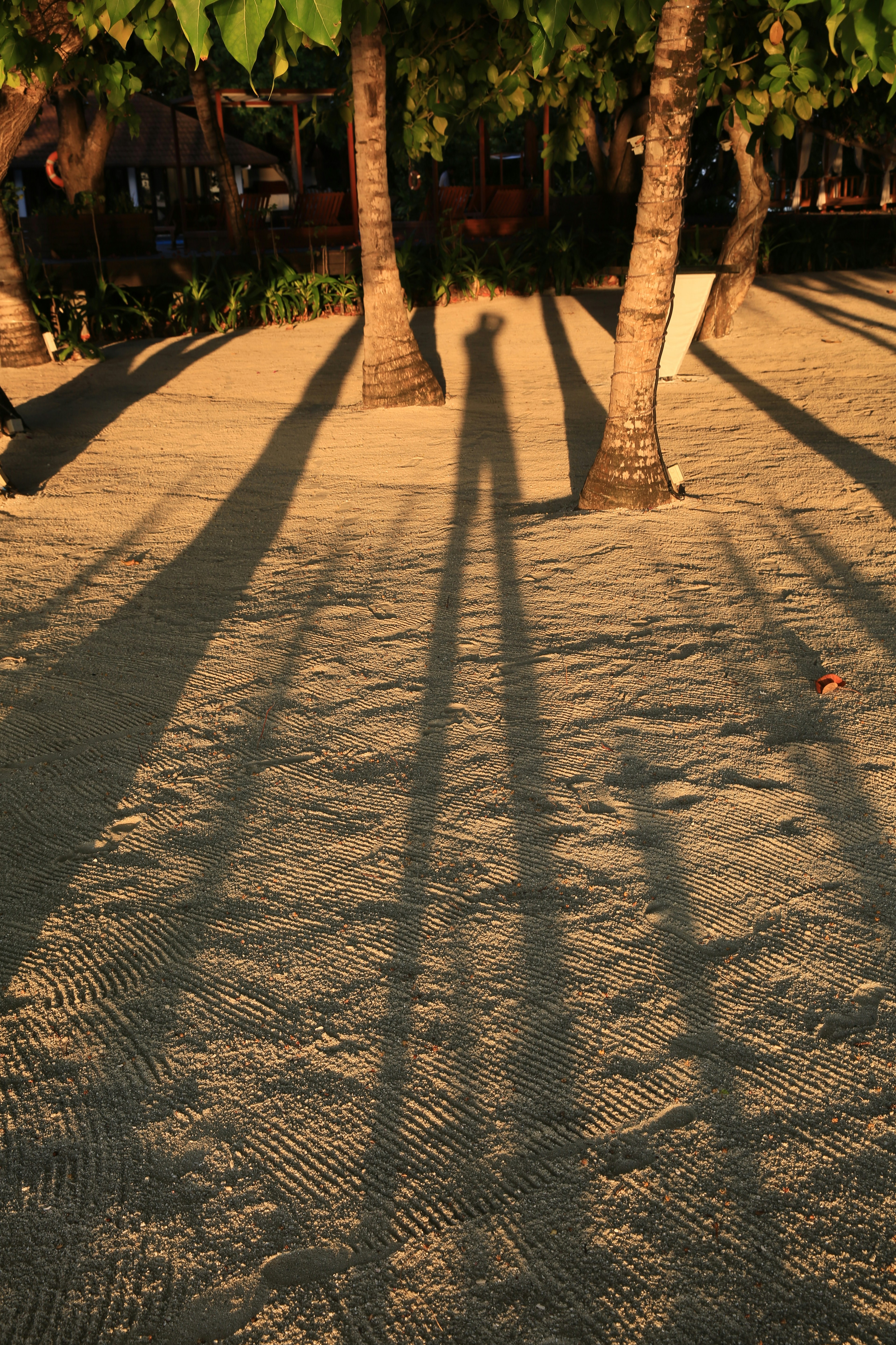 Long shadows cast by palm trees stretch across a sandy beach at sunset, creating a tranquil scene of nature's artistry.