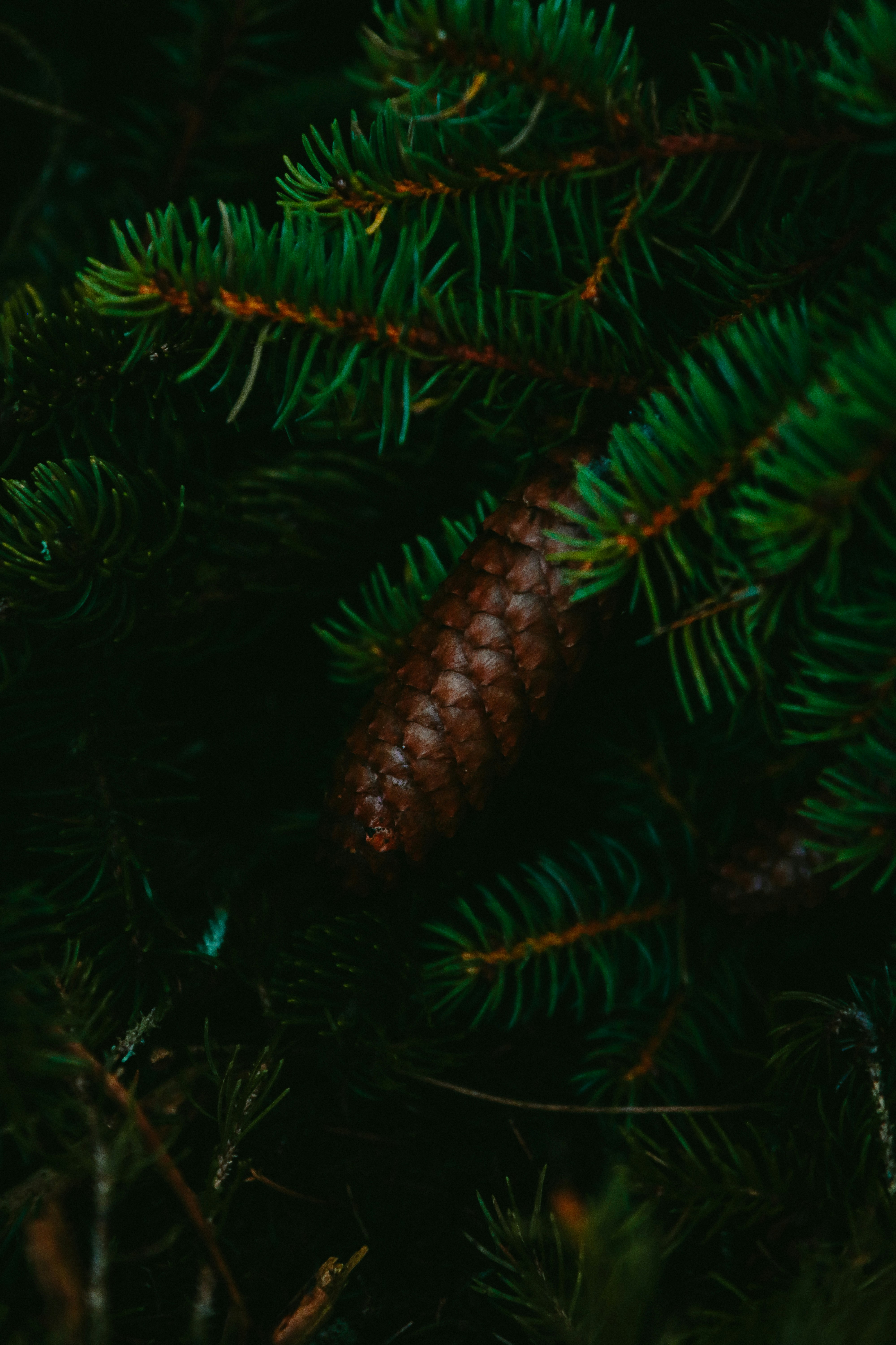 Whispering Pinecone: A Midnight Macro Among Green Needles