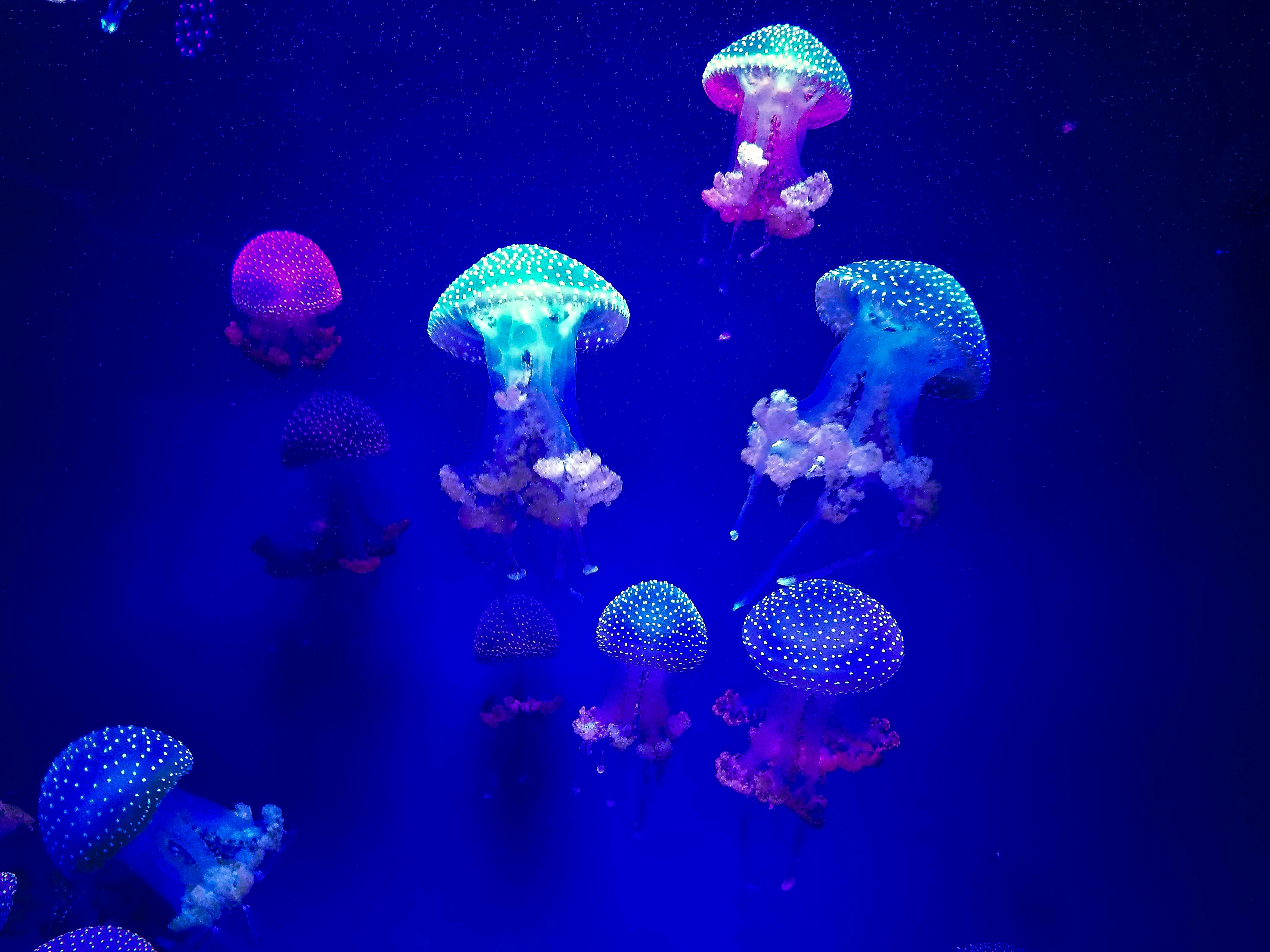 Glowing jellyfish drift through deep blue water, their dotted bells illuminating a serene aquatic display.