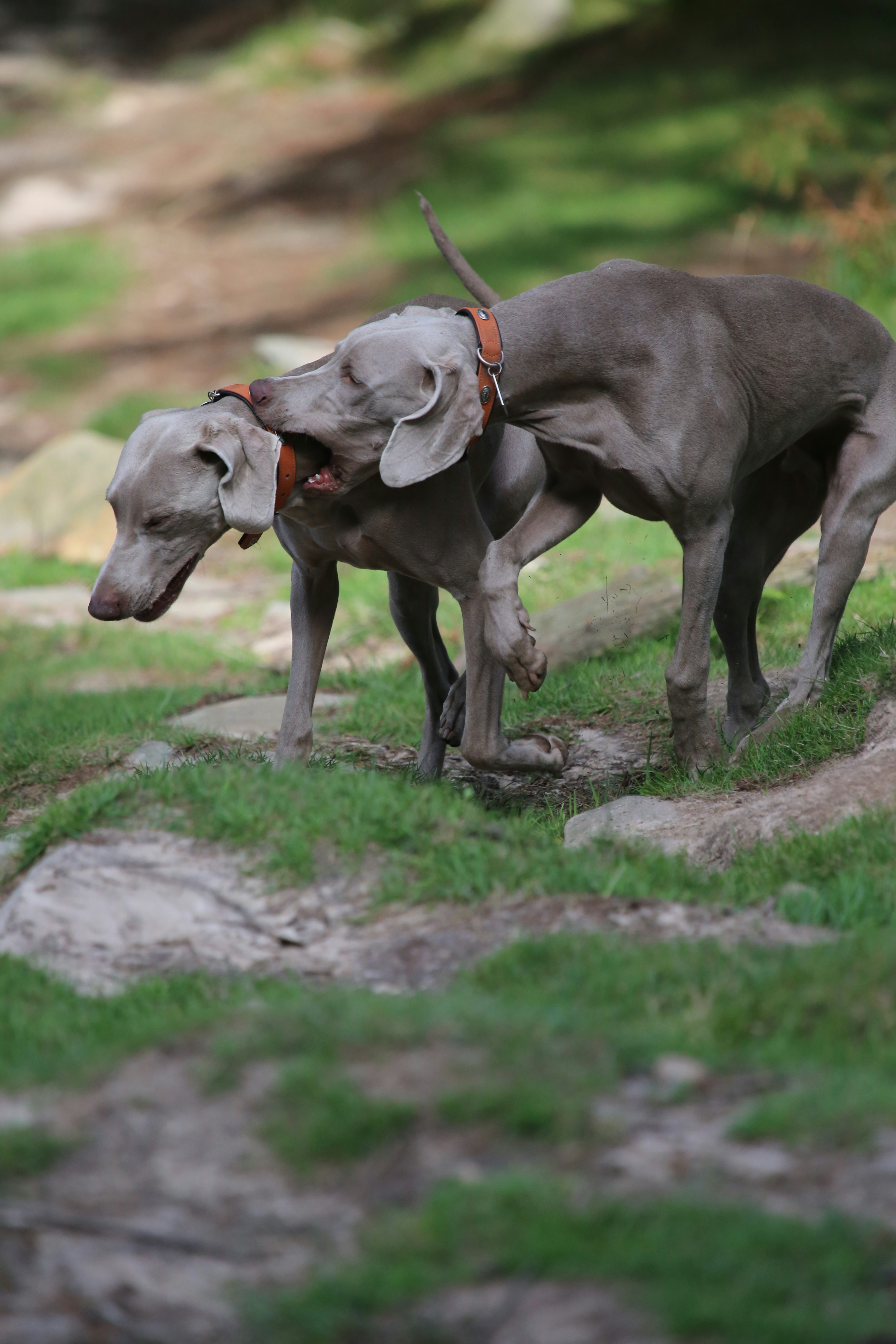 Two short-coated grey dogs photo – Free Animal Image on Unsplash