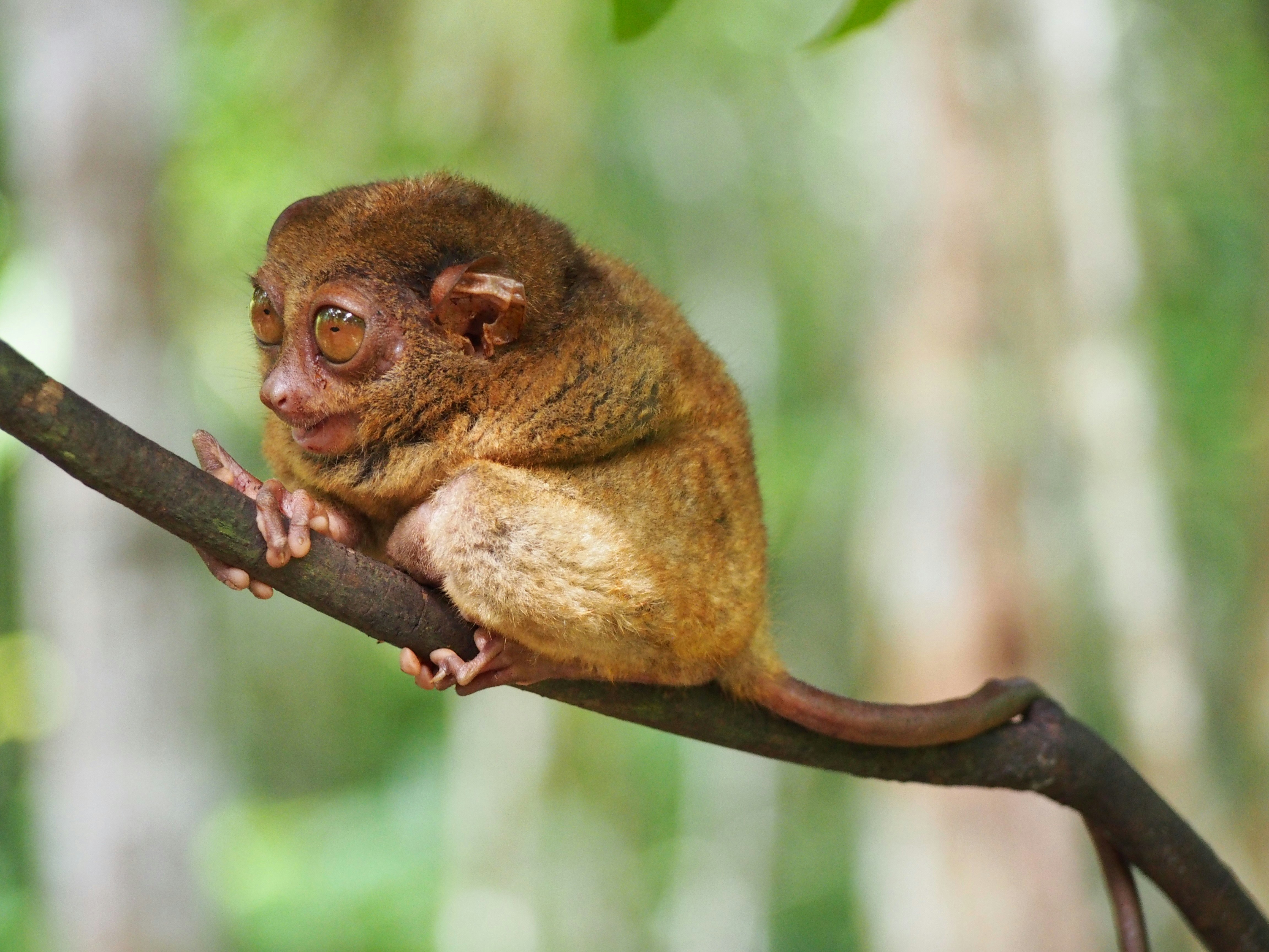 Tarsier Pictures | Download Free Images on Unsplash