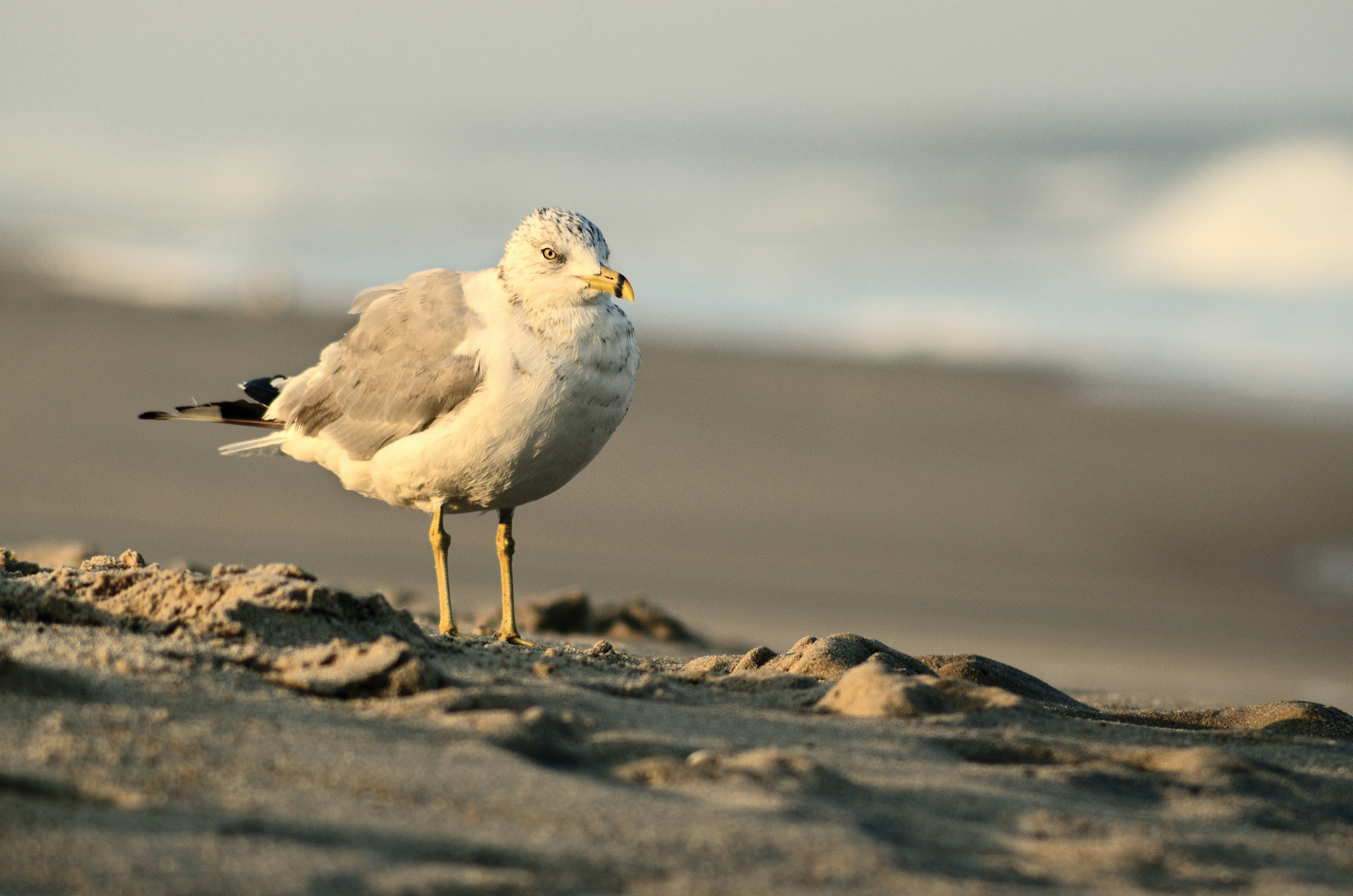 white bird