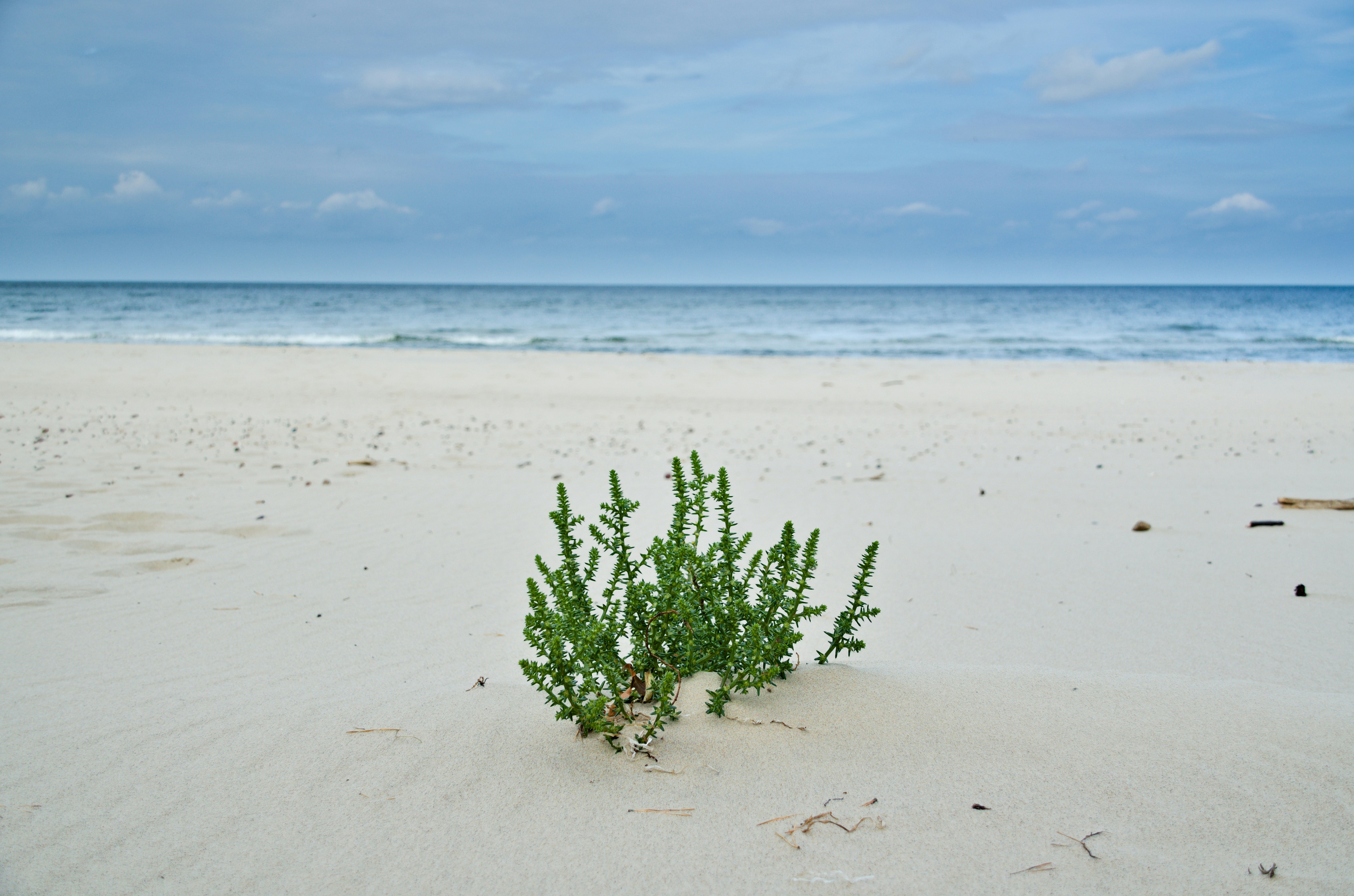 Green plant thriving in sandy beach environment under a cloudy sky.