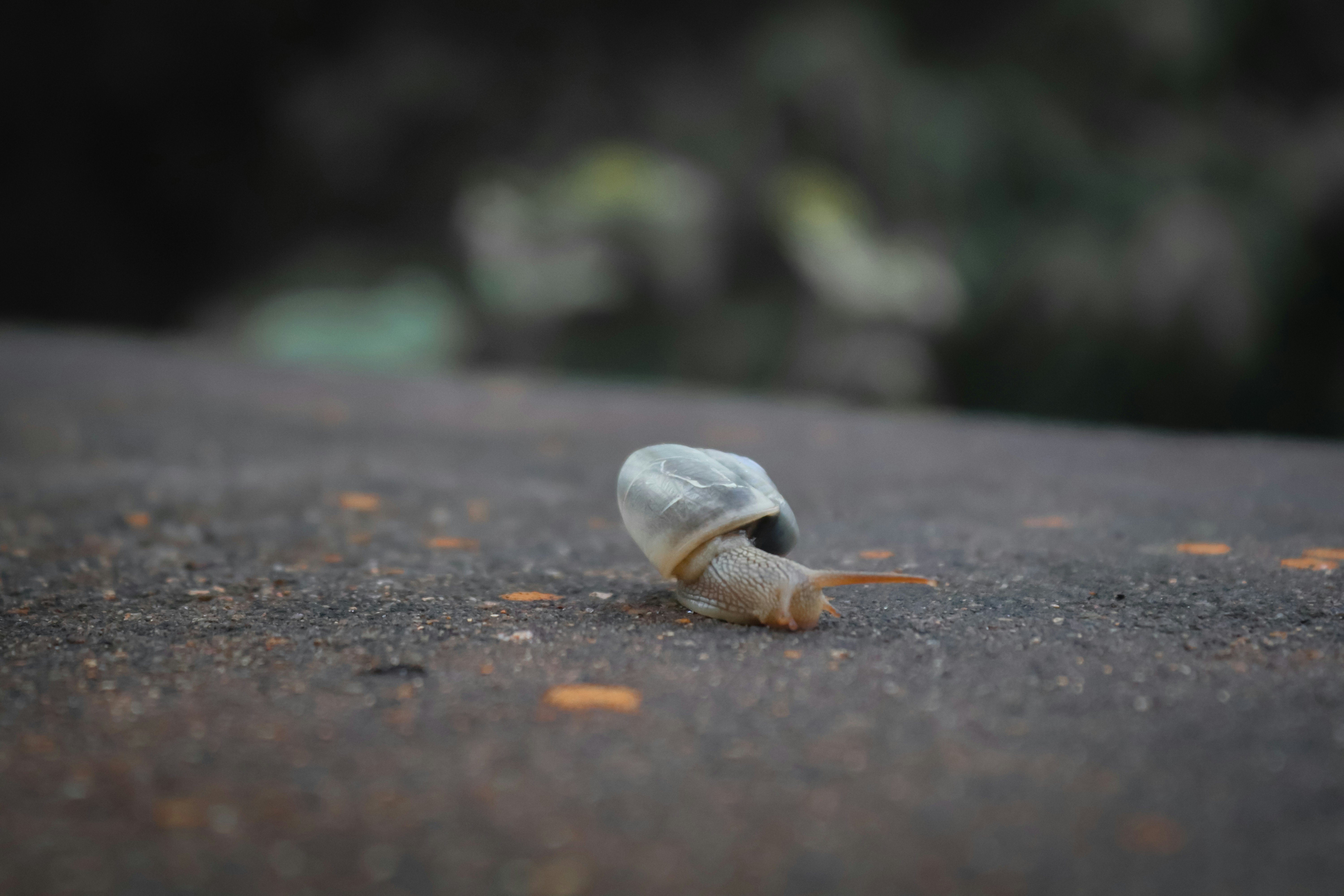 Cigarette Snail Pictures | Download Free Images on Unsplash